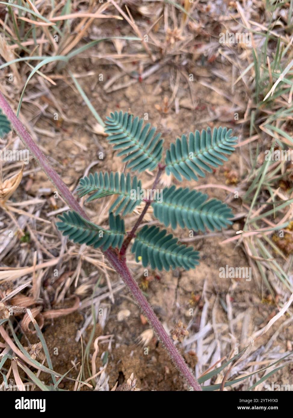 Yellow Puff (Neptunia lutea Stock Photo - Alamy