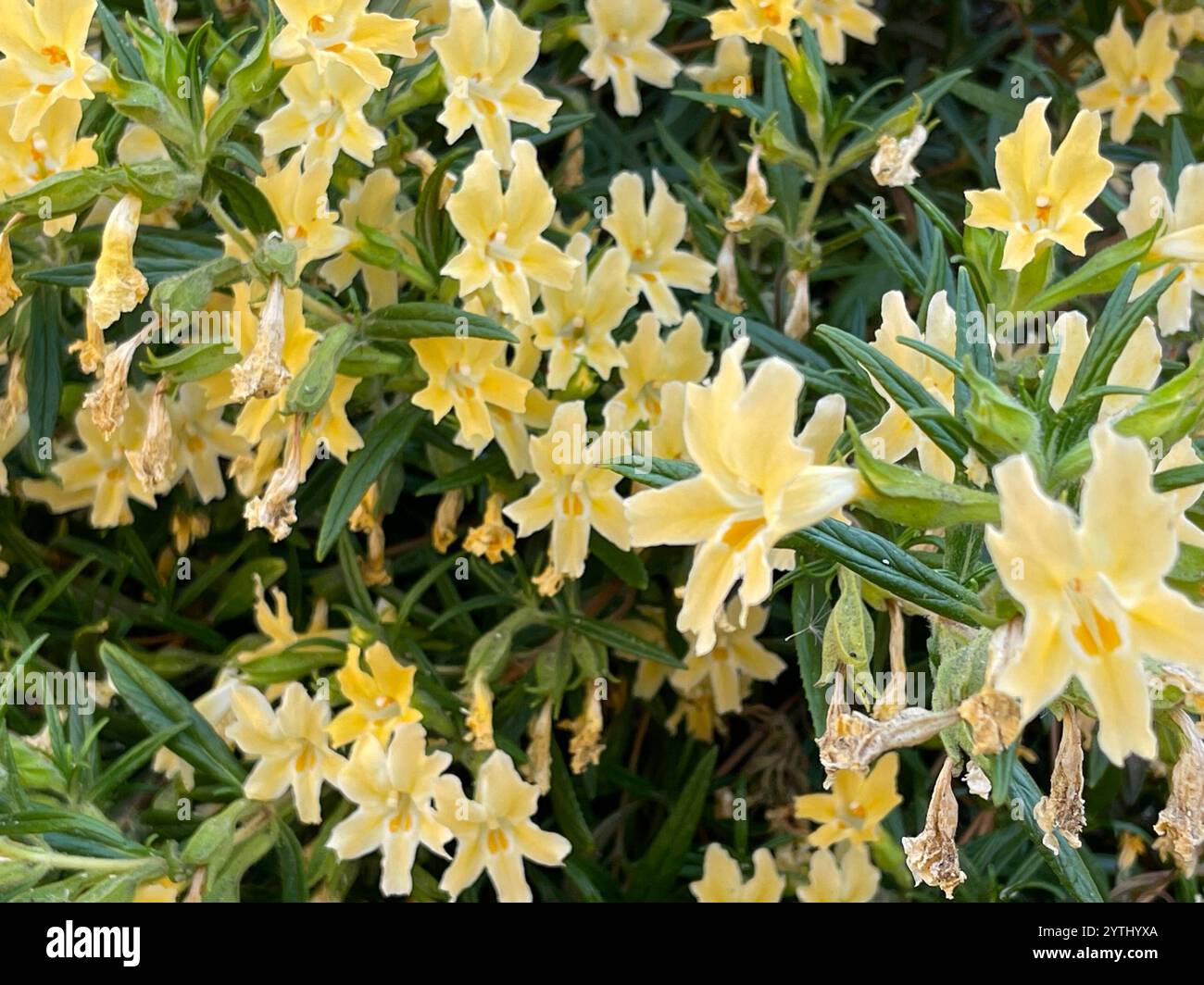 southern bush monkeyflower (Diplacus longiflorus Stock Photo - Alamy