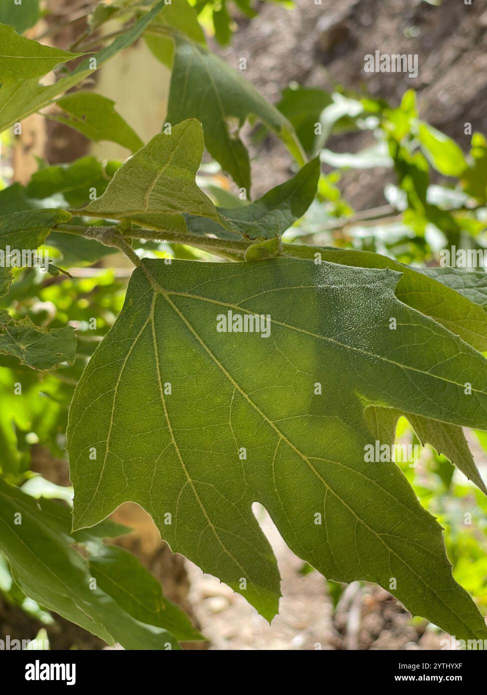 western sycamore (Platanus racemosa Stock Photo - Alamy