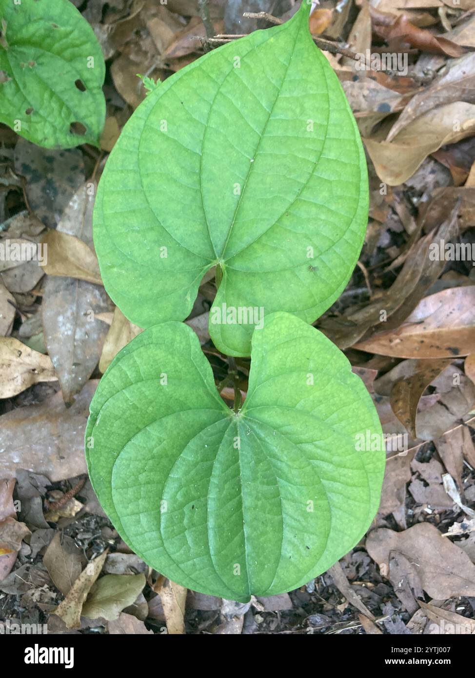 air potato (Dioscorea bulbifera Stock Photo - Alamy