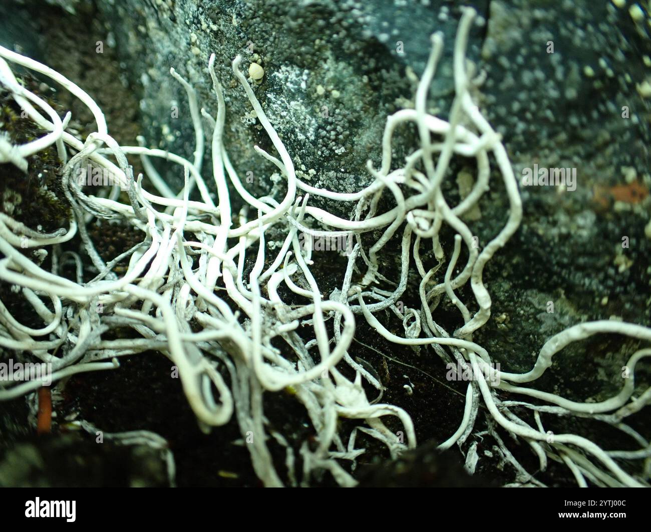 Whiteworm Lichen (Thamnolia vermicularis Stock Photo - Alamy