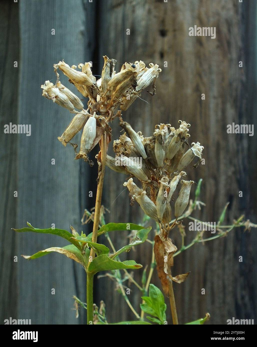 common soapwort (Saponaria officinalis Stock Photo - Alamy