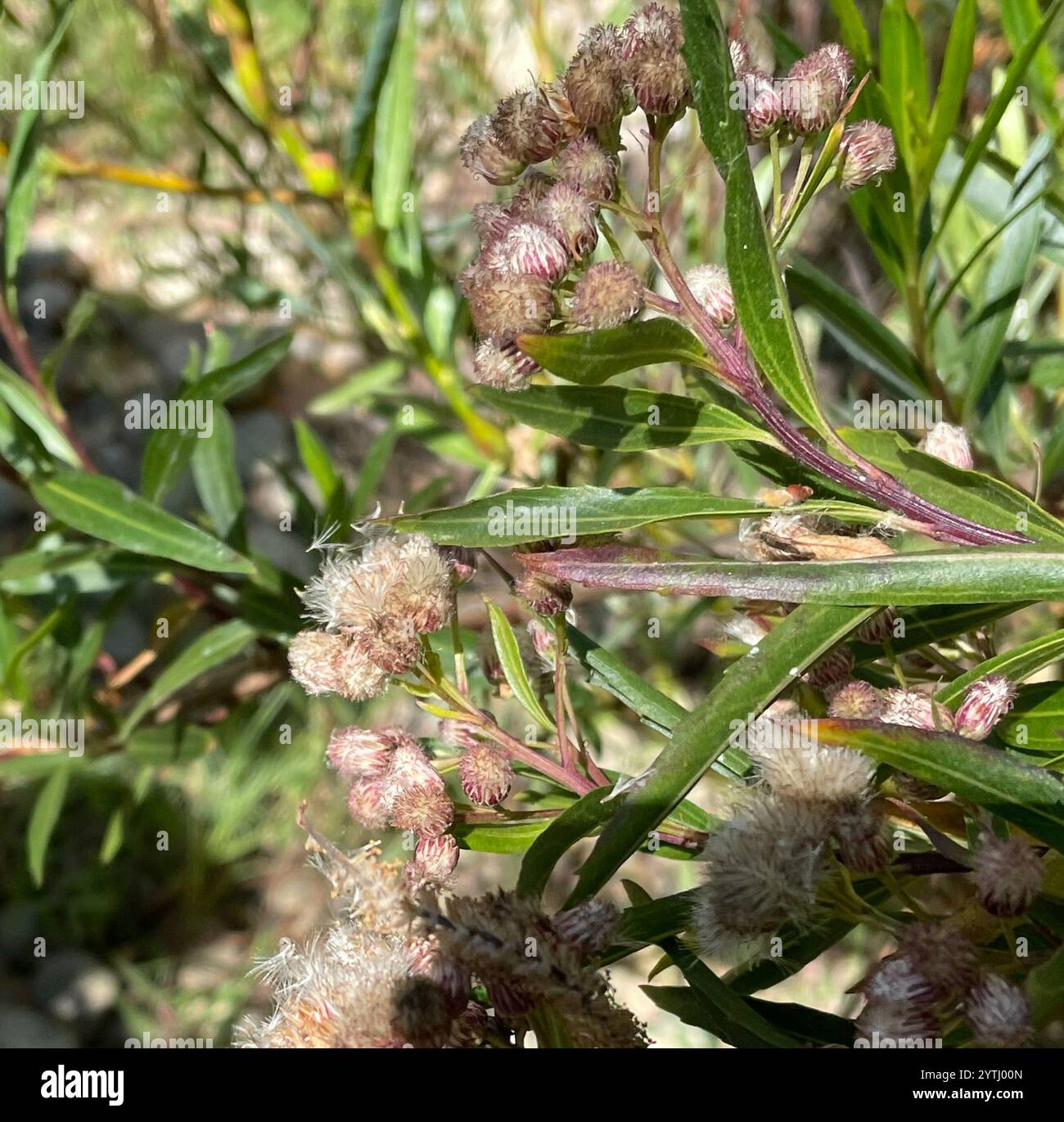 mule fat (Baccharis salicifolia Stock Photo - Alamy