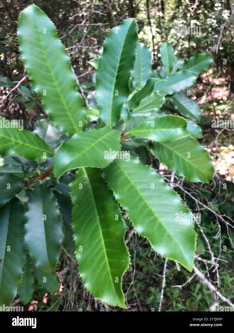 Chinese Photinia (Photinia serratifolia Stock Photo - Alamy
