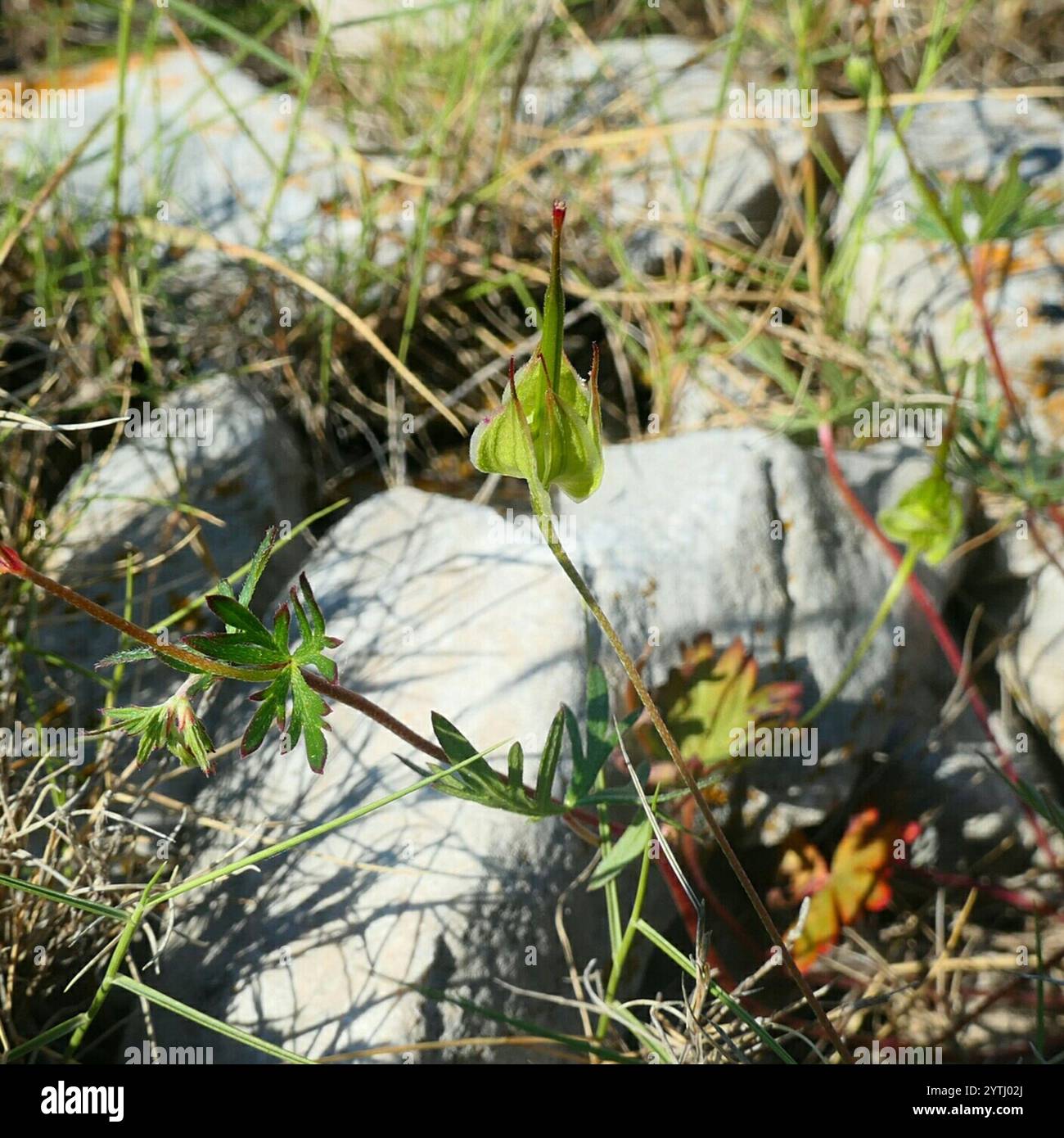 Long-stalked Crane's-bill (Geranium columbinum Stock Photo - Alamy
