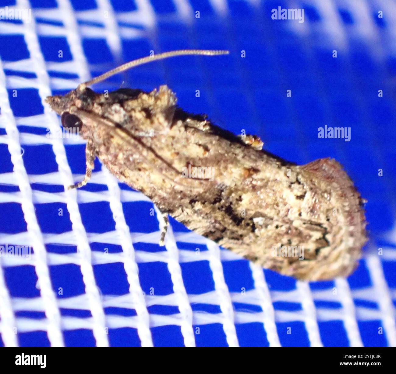 False Codling Moth (Thaumatotibia leucotreta Stock Photo - Alamy