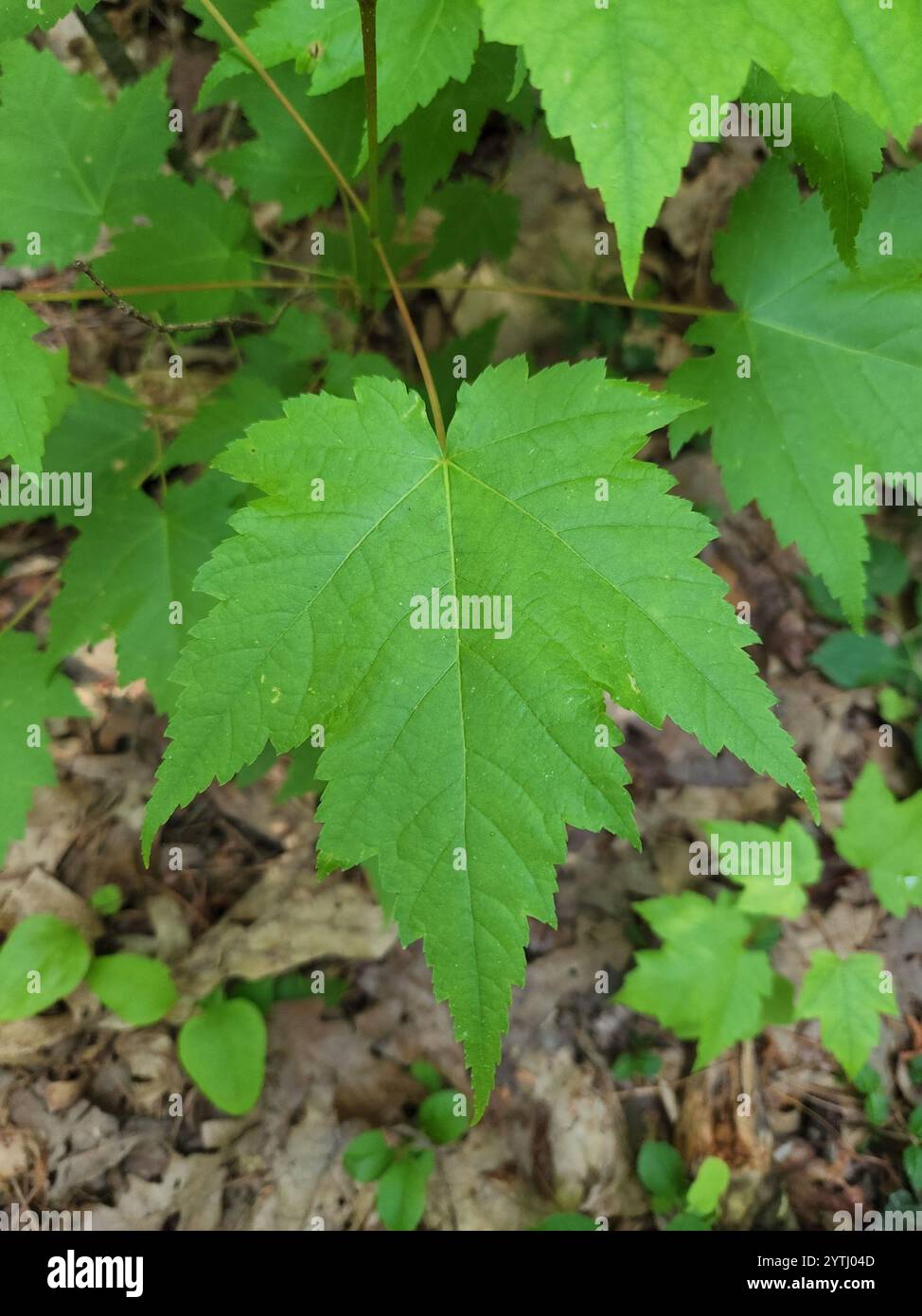 red maple (Acer rubrum Stock Photo - Alamy