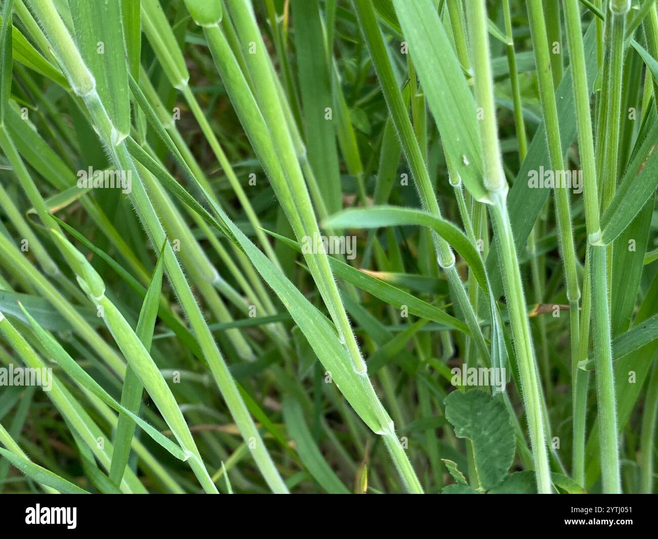 Yorkshire fog (Holcus lanatus Stock Photo - Alamy