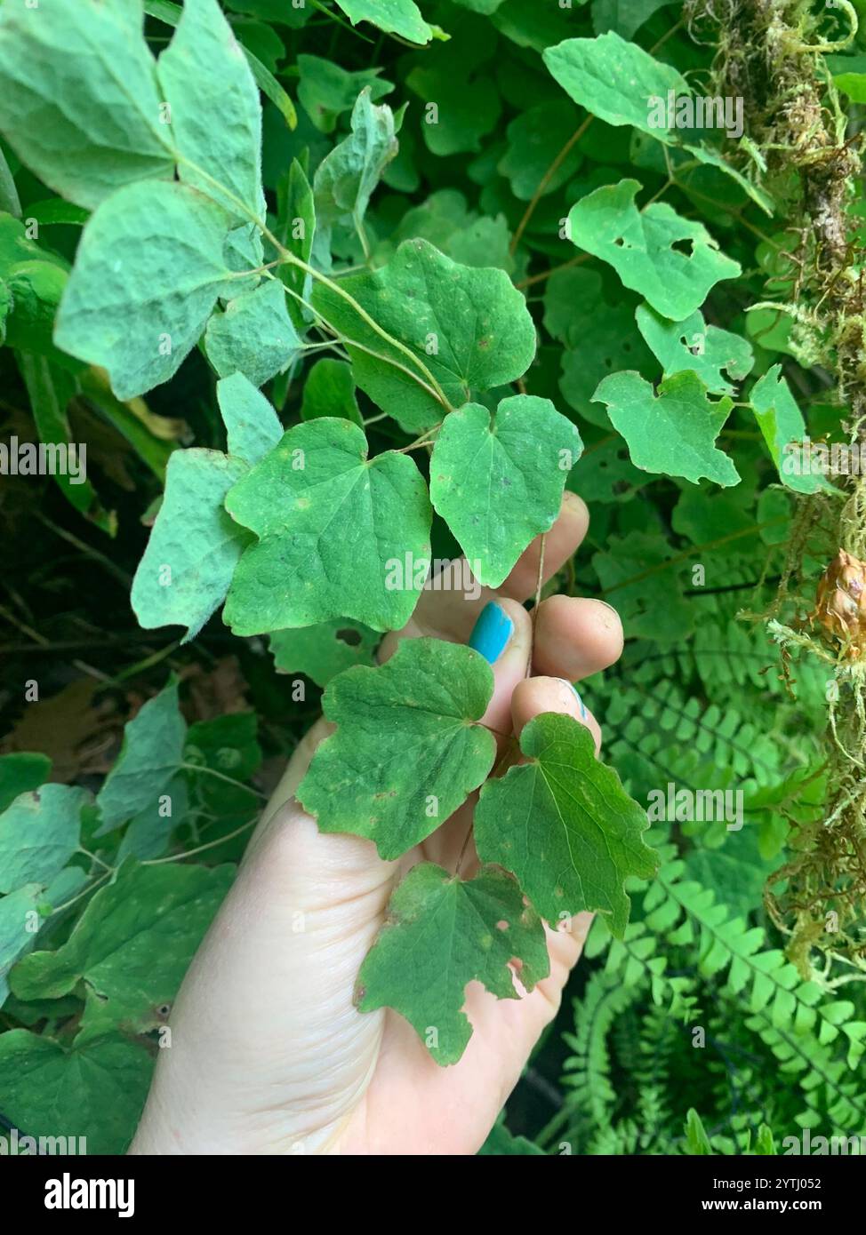 White Inside-out Flower (Vancouveria hexandra Stock Photo - Alamy