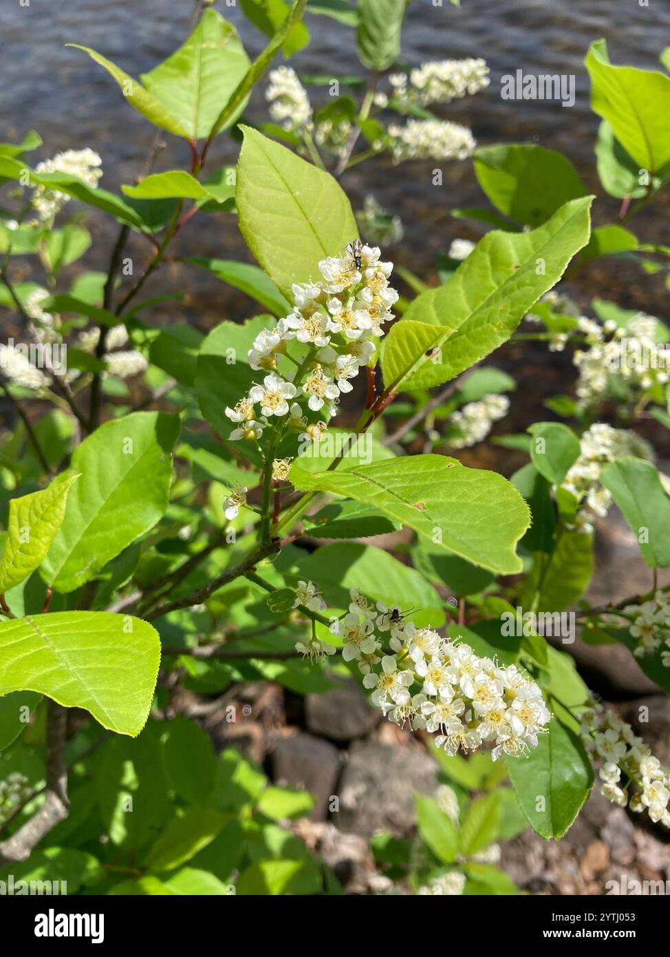 chokecherry (Prunus virginiana Stock Photo - Alamy
