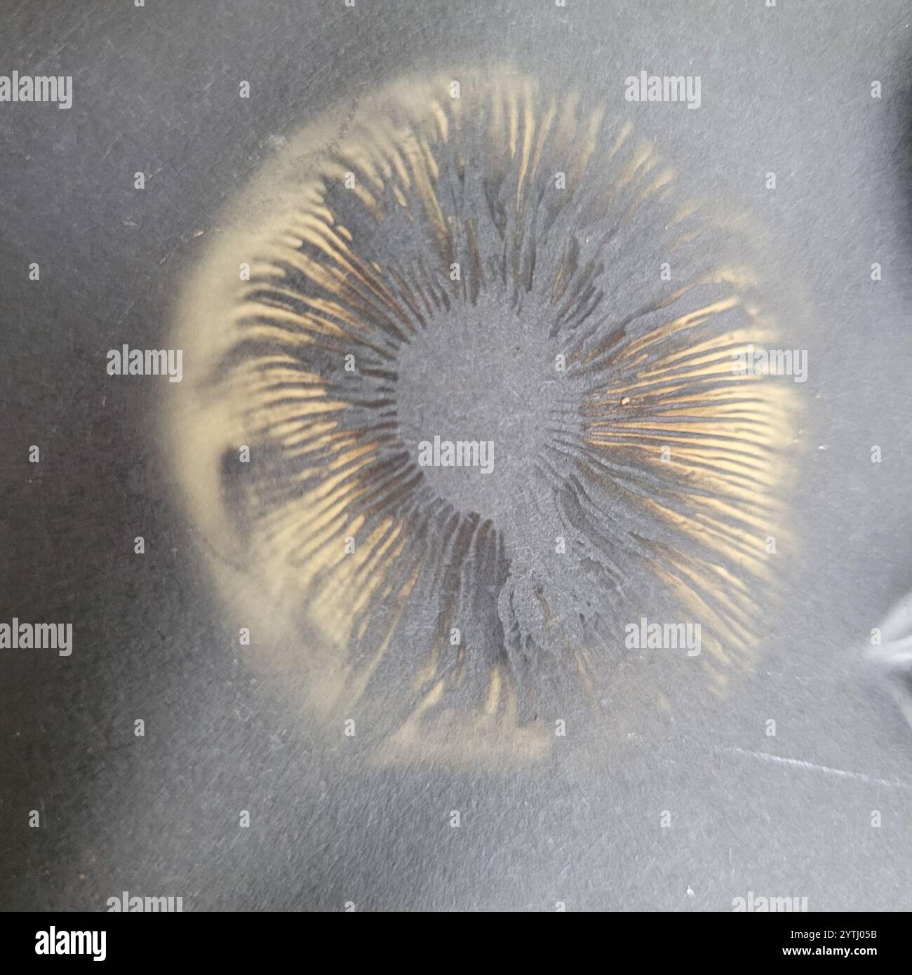 Western Gilled Bolete (Phylloporus arenicola Stock Photo - Alamy