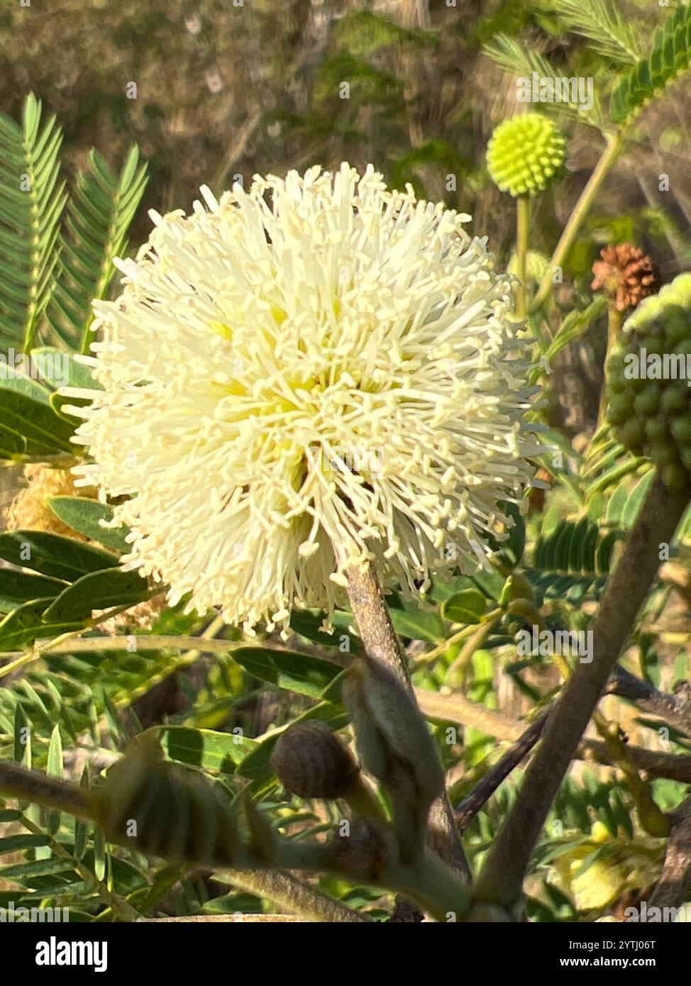 White leadtree (Leucaena leucocephala Stock Photo - Alamy