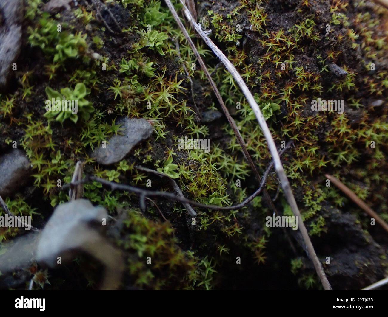 Green-tufted Stubble Moss (Weissia controversa Stock Photo - Alamy
