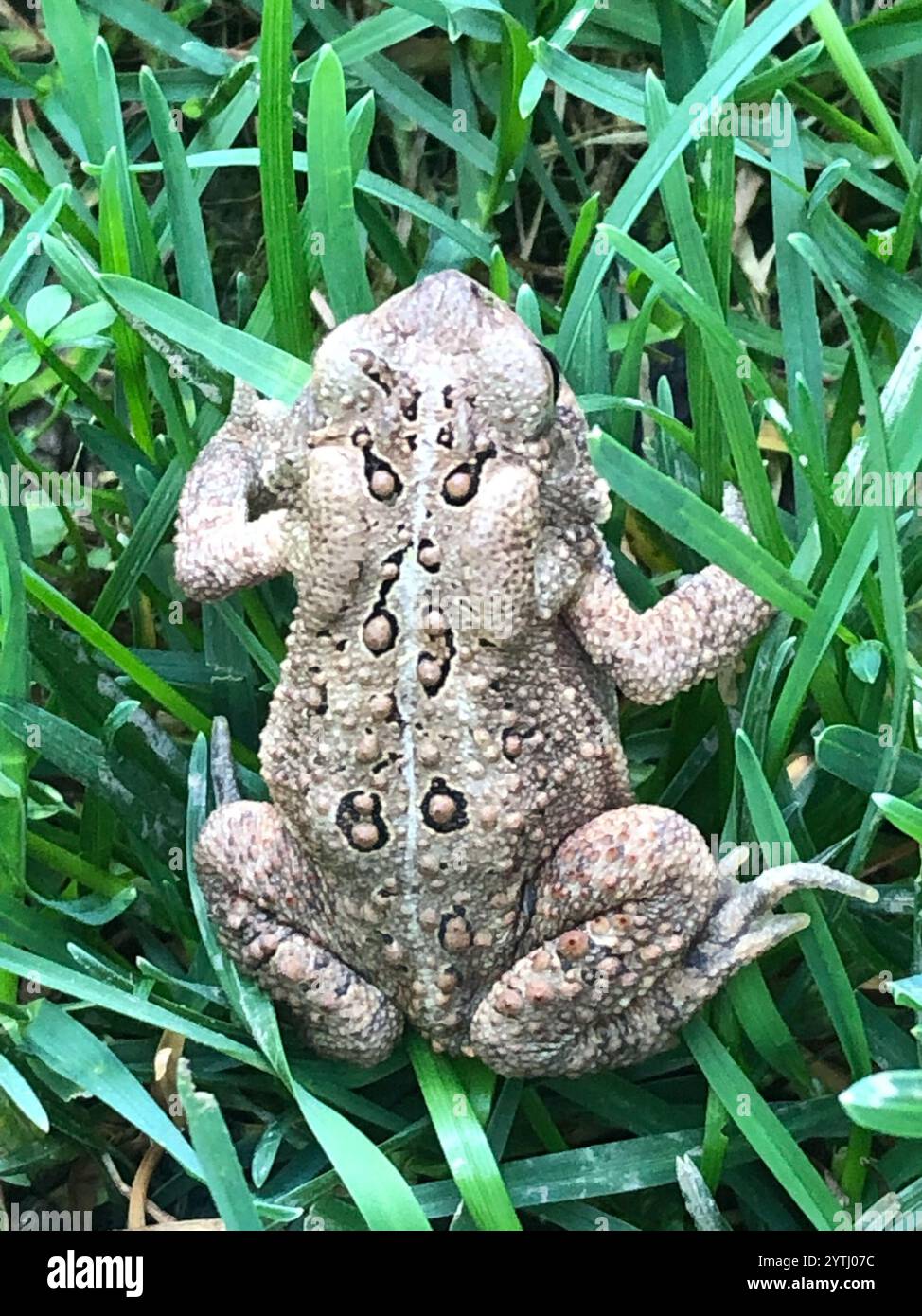 American Toad (Anaxyrus americanus Stock Photo - Alamy