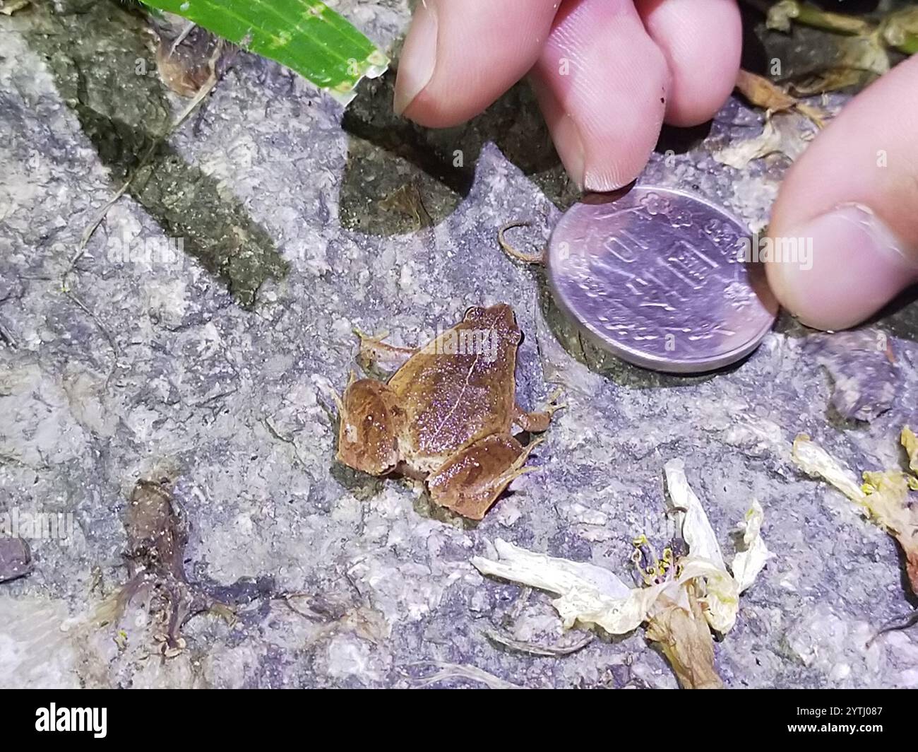 Dark-sided Chorus Frog (Microhyla heymonsi Stock Photo - Alamy