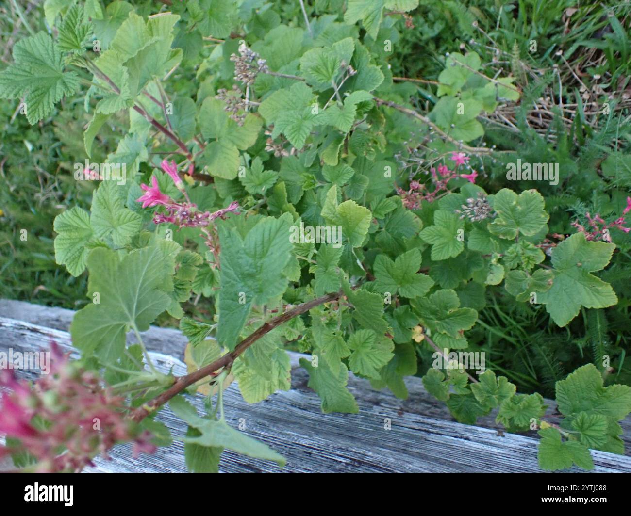 Red-flowering Currant (Ribes sanguineum Stock Photo - Alamy