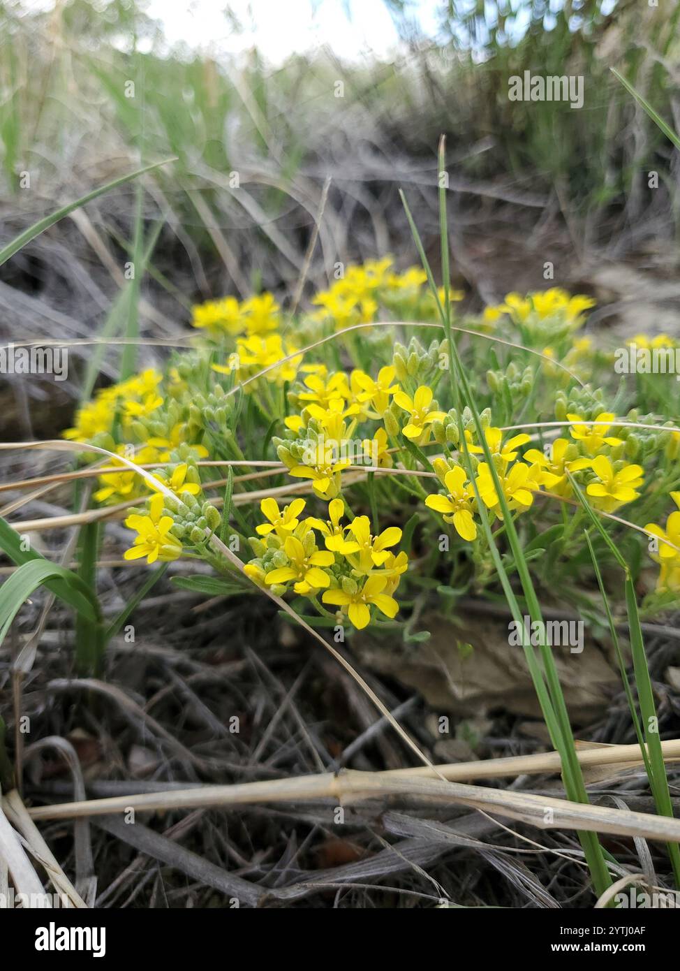 Great Plains Bladderpod (Physaria arenosa Stock Photo - Alamy