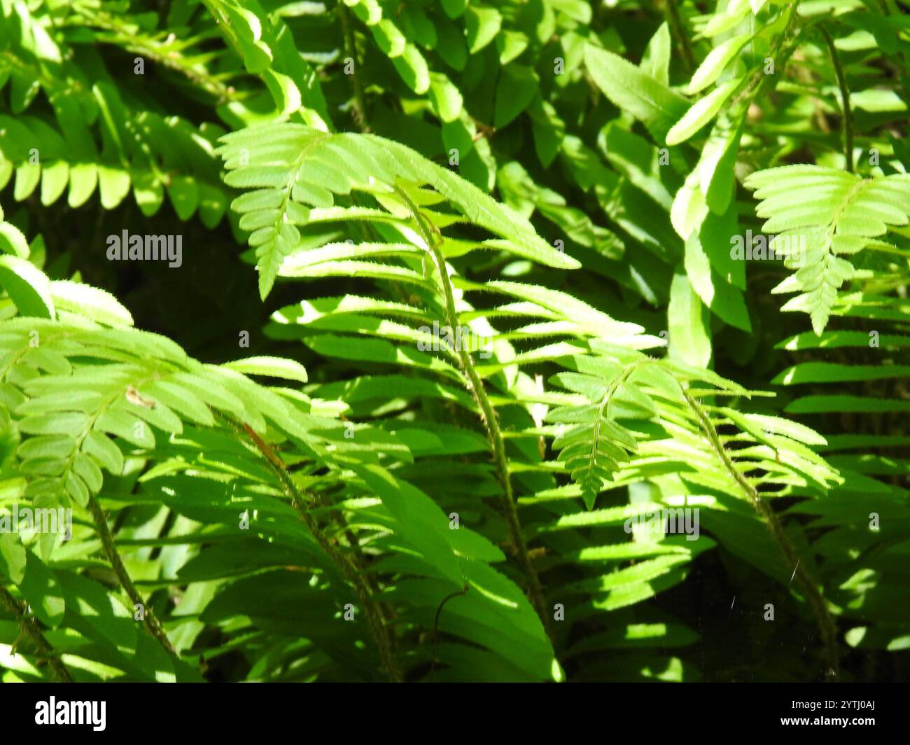 Christmas fern (Polystichum acrostichoides Stock Photo - Alamy