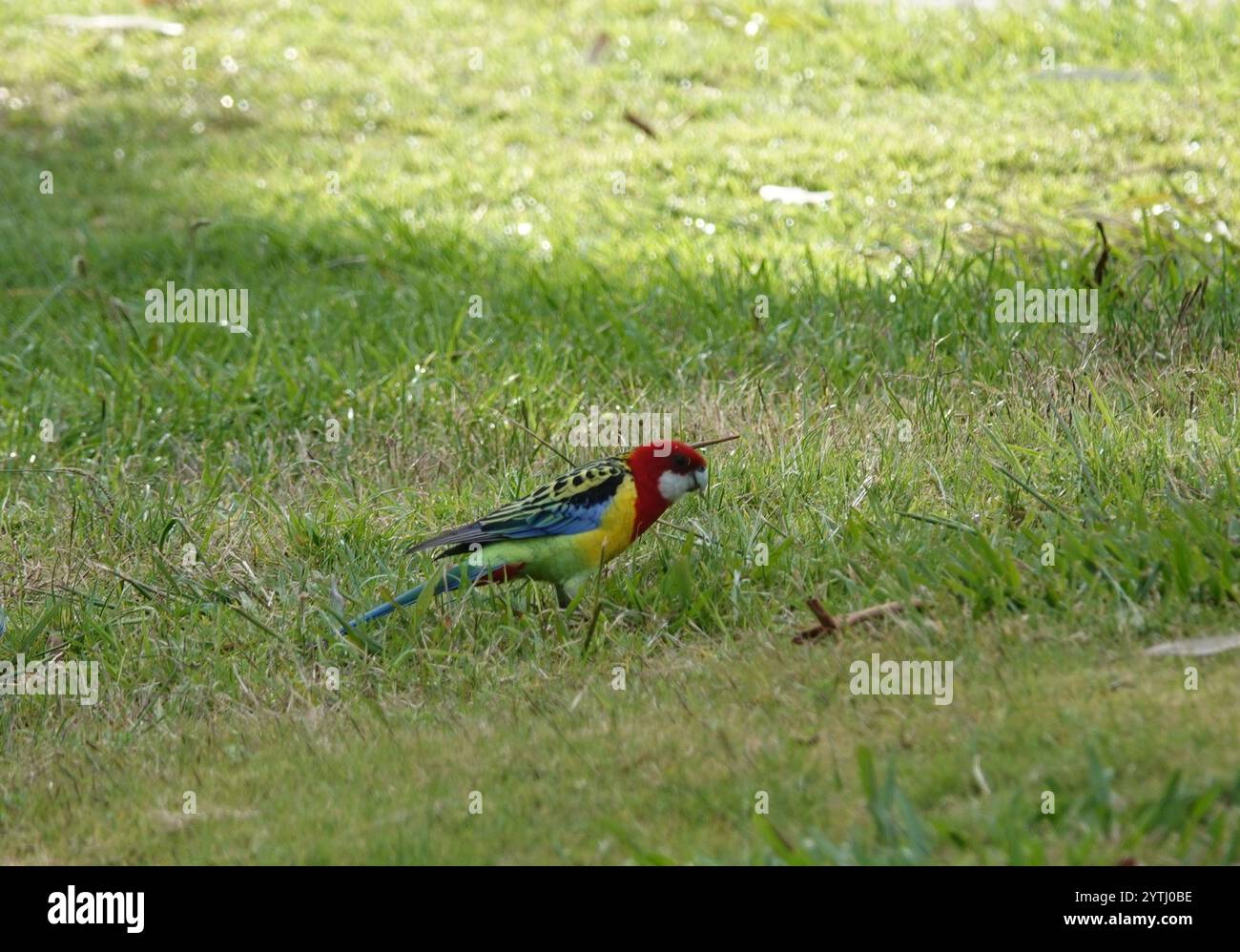 Southeast Eastern Rosella (Platycercus eximius eximius Stock Photo - Alamy