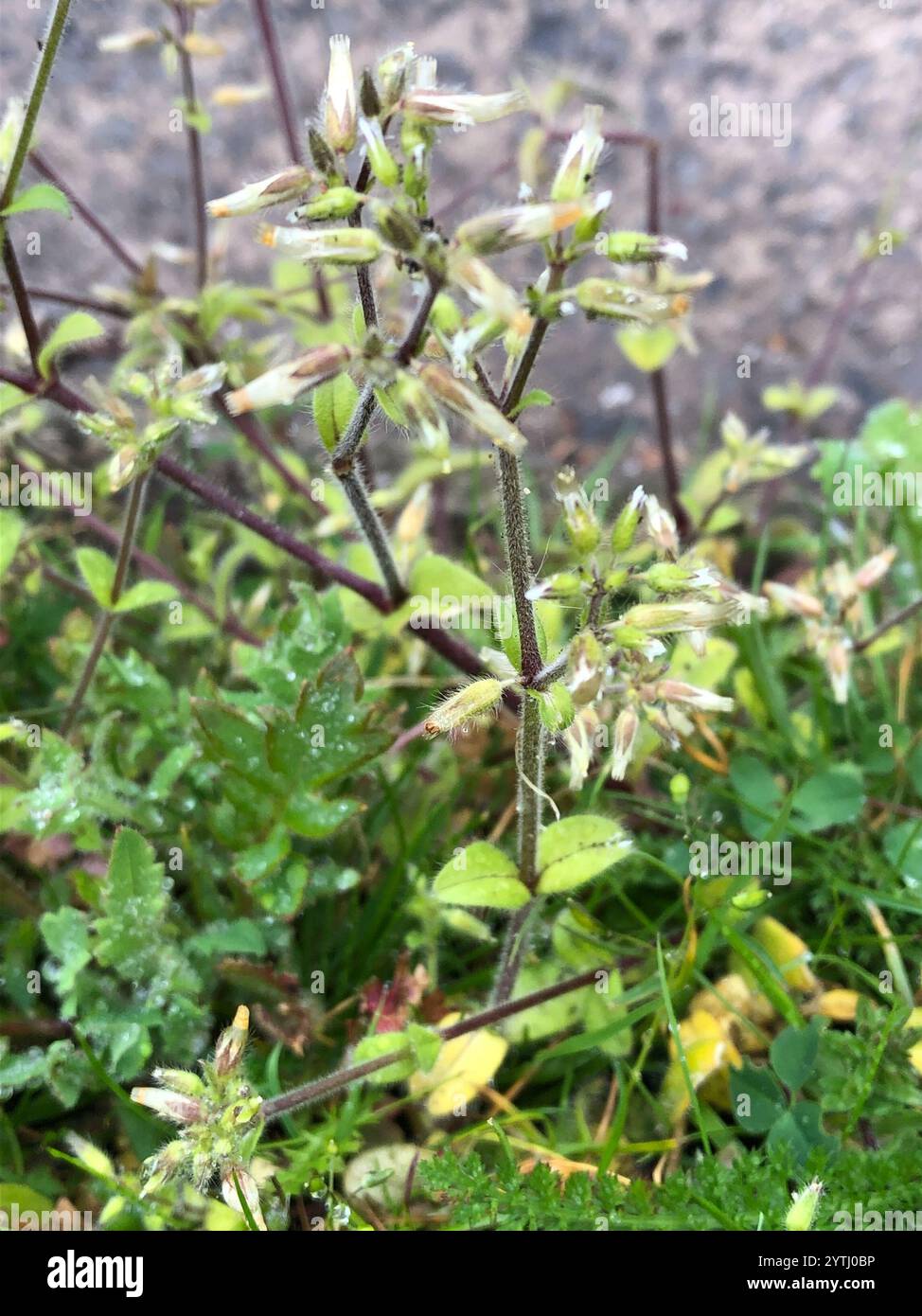 Sticky mouse-ear chickweed (Cerastium glomeratum Stock Photo - Alamy