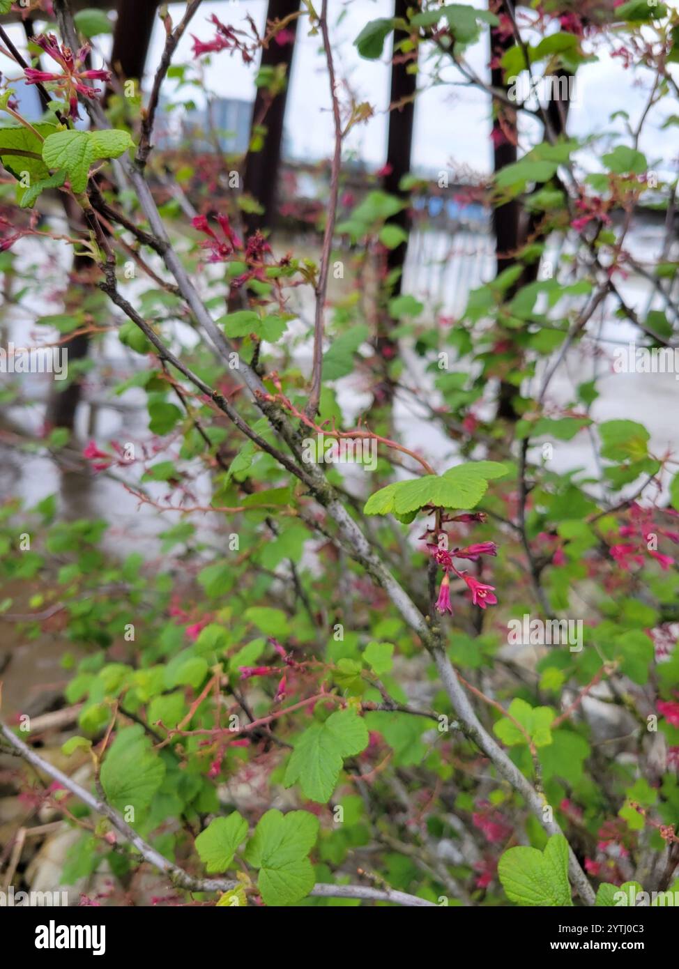 Red-flowering Currant (Ribes sanguineum Stock Photo - Alamy