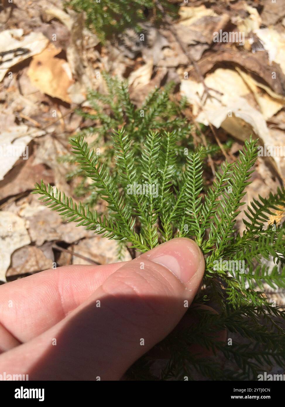flat-branched tree-clubmoss (Dendrolycopodium obscurum Stock Photo - Alamy