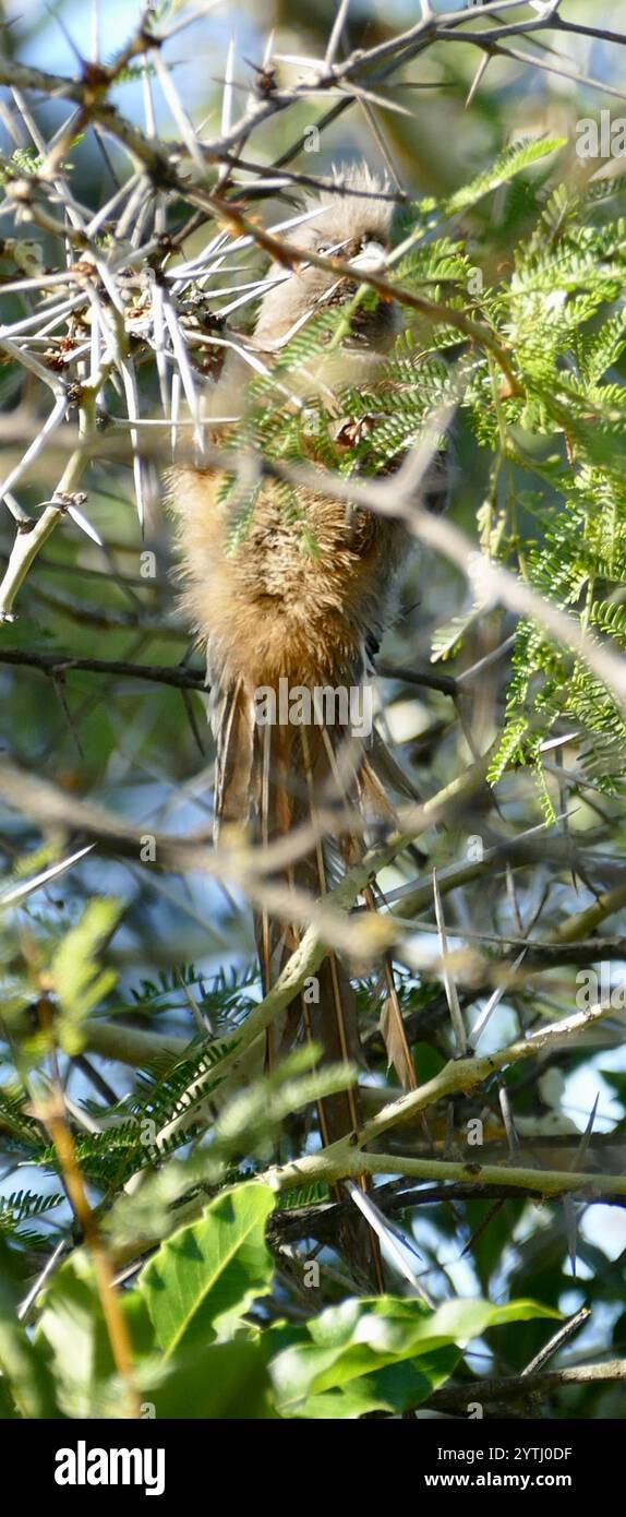 Speckled Mousebird (Colius striatus Stock Photo - Alamy