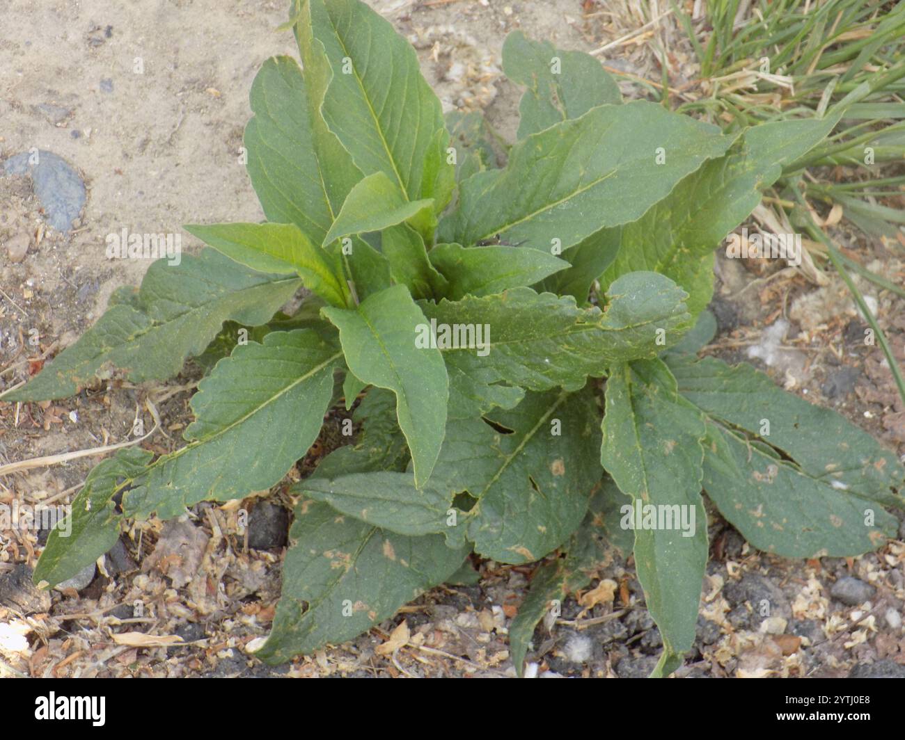 Alpine Smartweed (Koenigia alpina Stock Photo - Alamy
