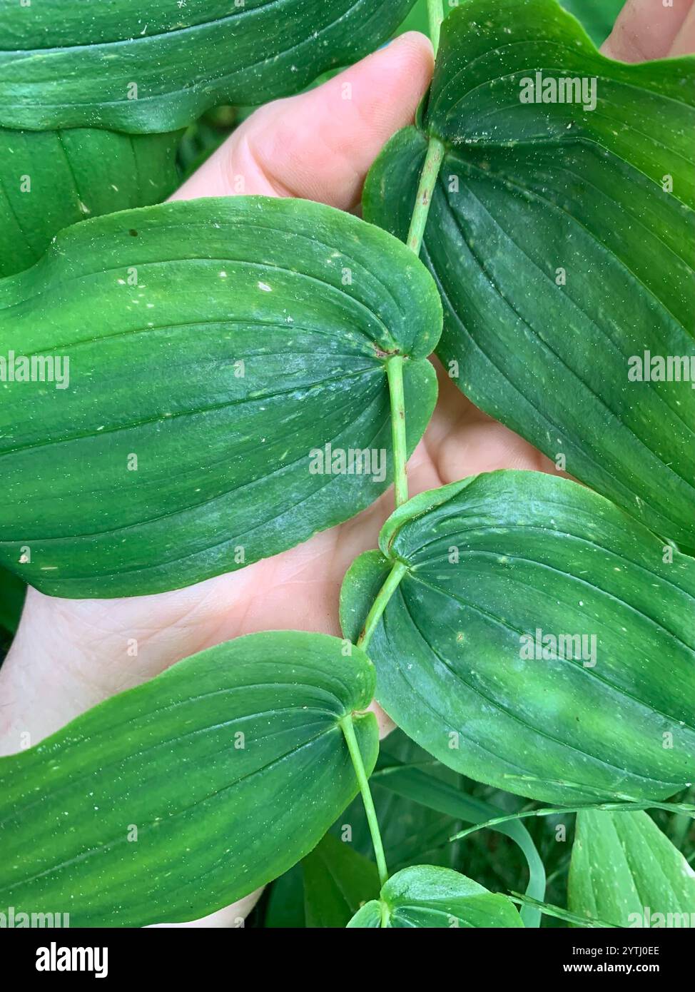 white twisted-stalk (Streptopus amplexifolius Stock Photo - Alamy
