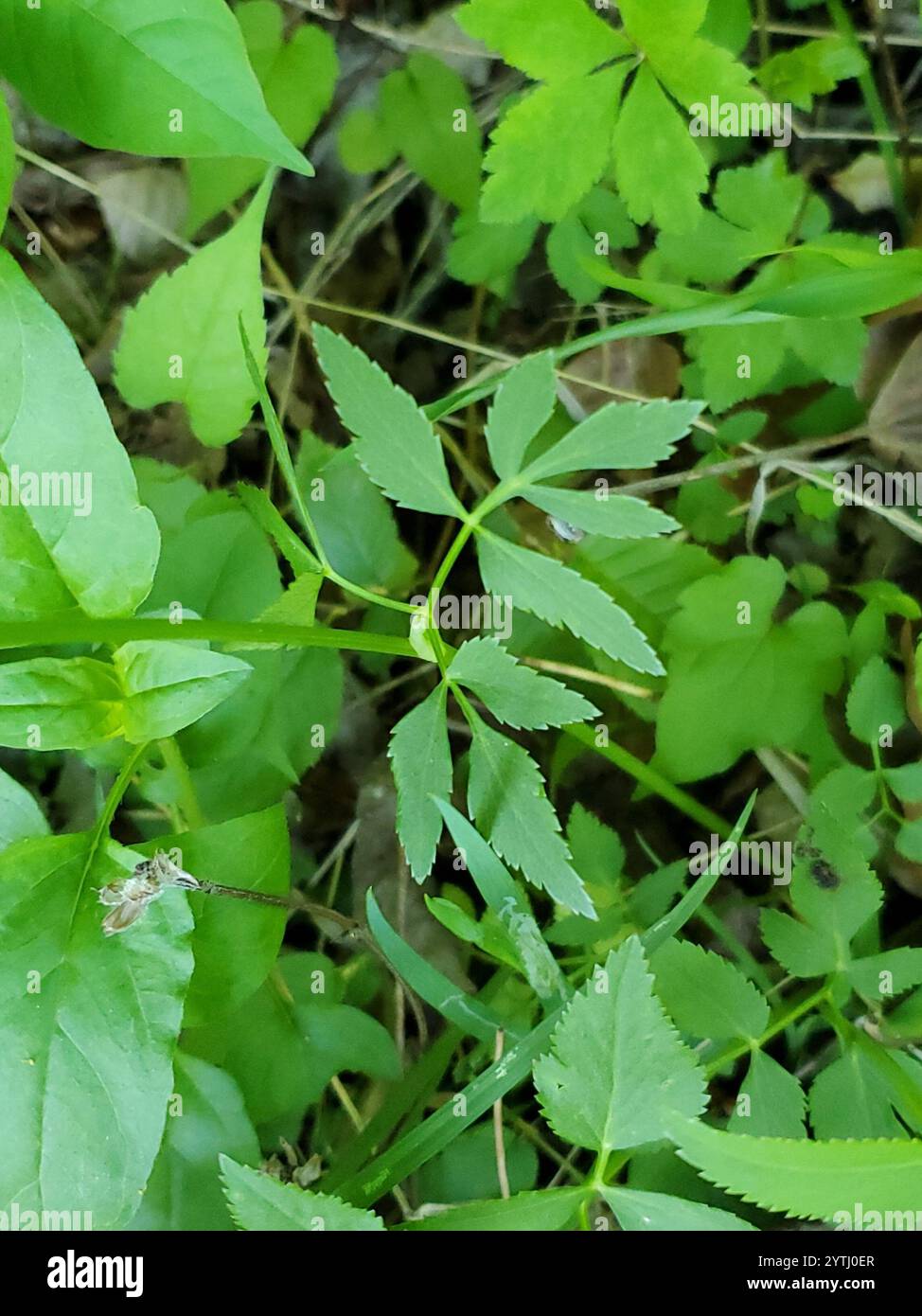 heart-leaf golden Alexanders (Zizia aptera Stock Photo - Alamy