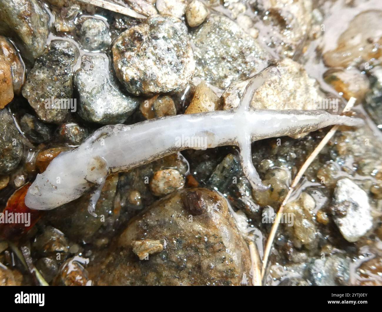 Northern Two-lined Salamander (Eurycea bislineata Stock Photo - Alamy