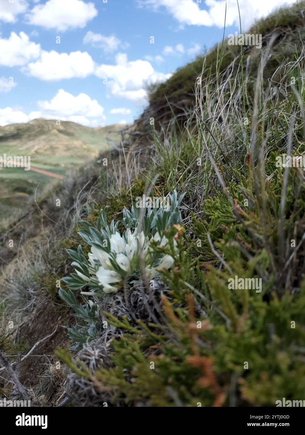 Threeleaf Milkvetch (Astragalus gilviflorus Stock Photo - Alamy