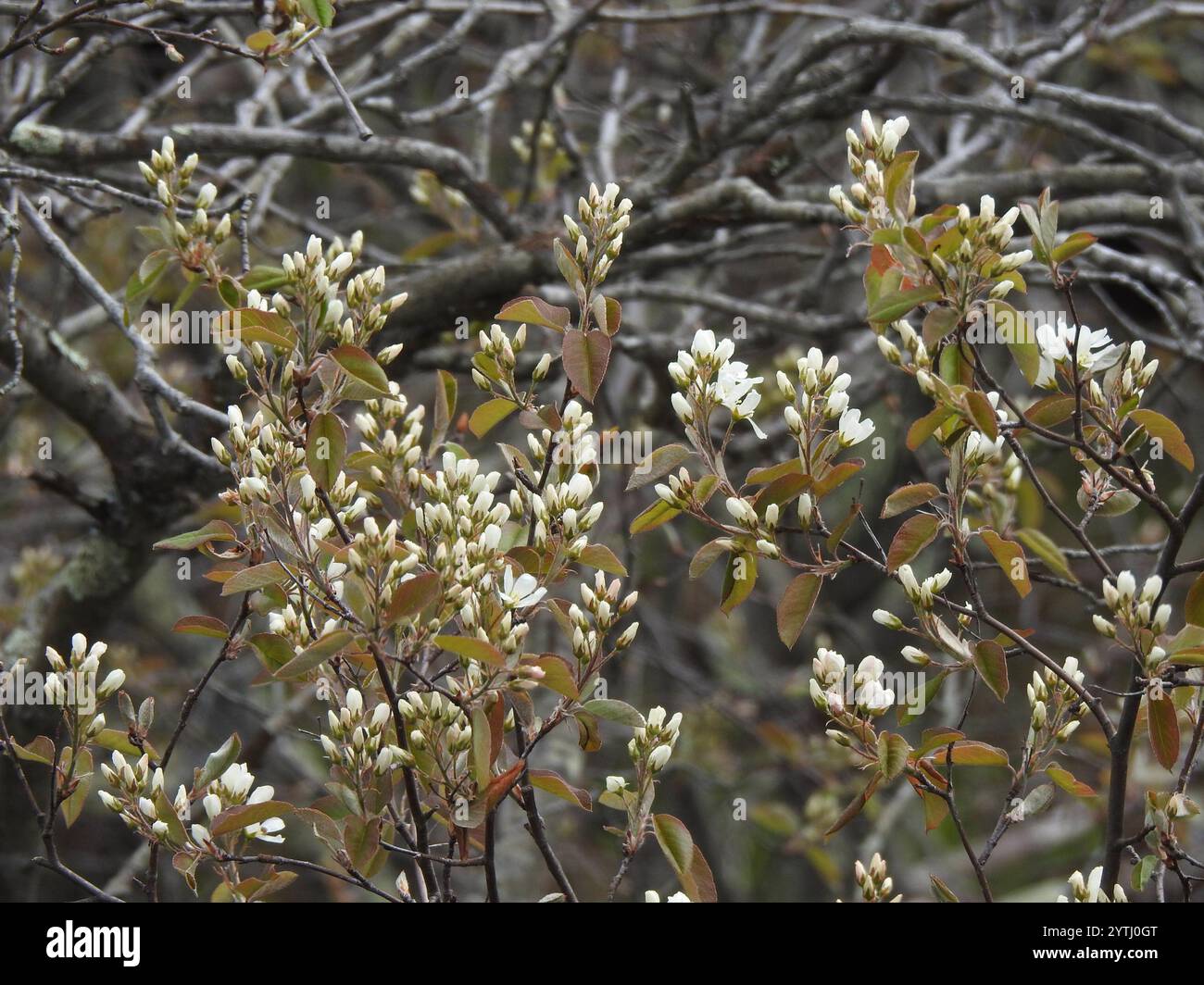Running Serviceberry (Amelanchier stolonifera Stock Photo - Alamy