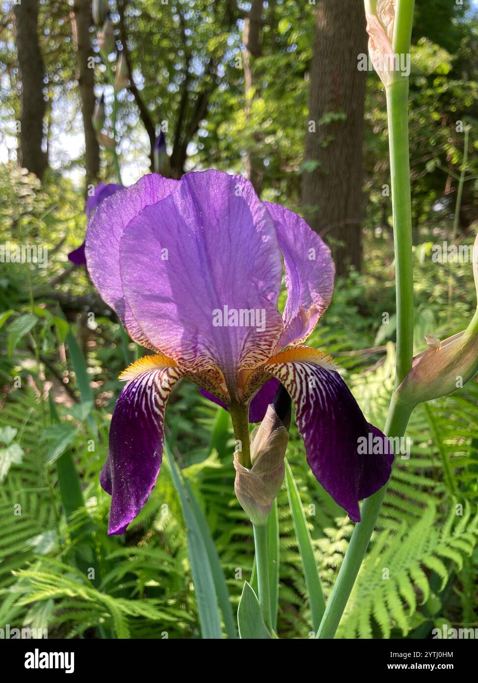 (Iris × hybrida Stock Photo - Alamy