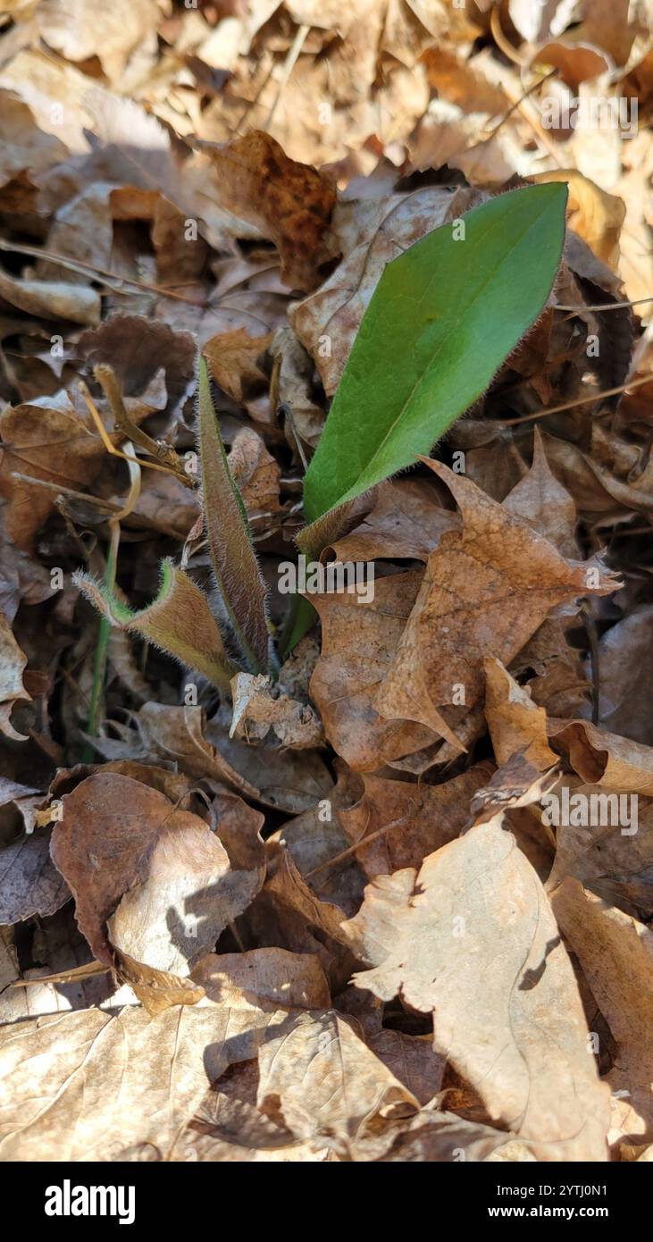 Hieracium maculatum hi-res stock photography and images - Alamy