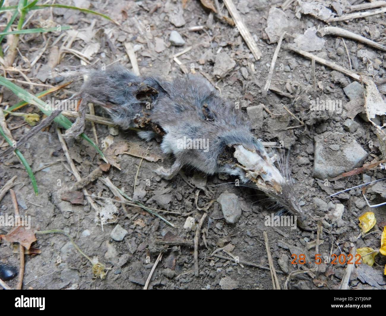 White toothed pygmy shrew suncus etruscus hi-res stock photography and ...