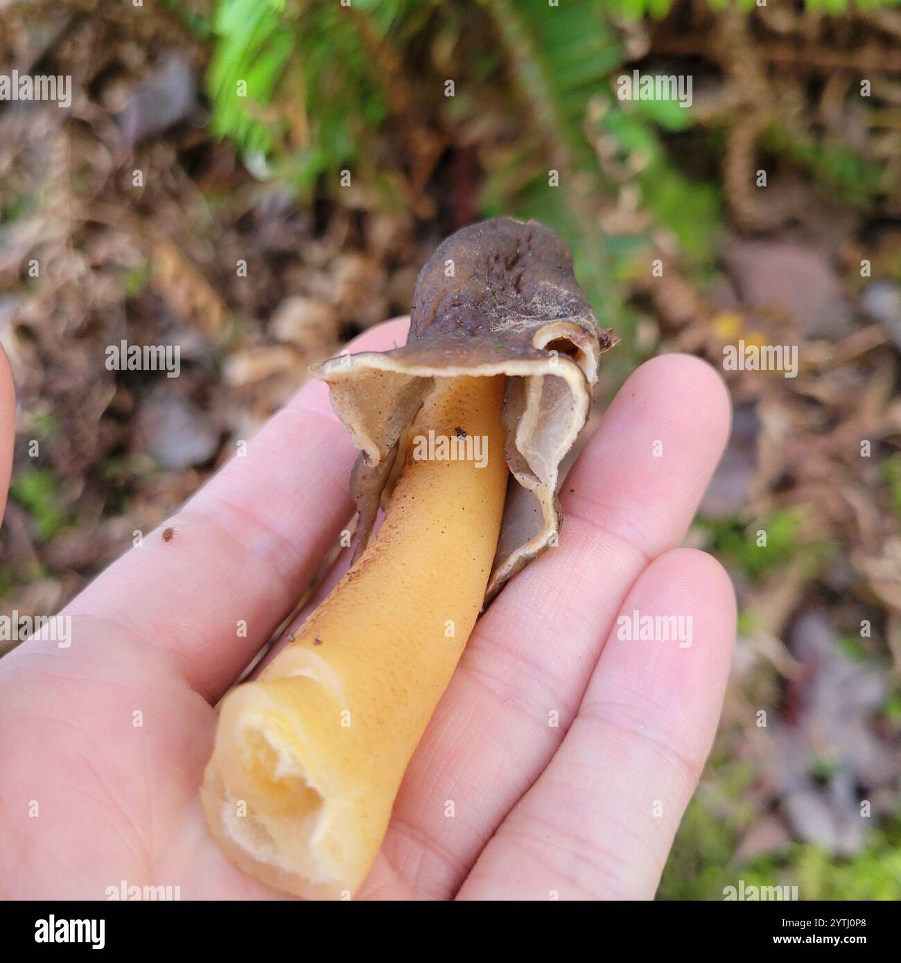 wrinkled thimble morel (Verpa bohemica Stock Photo - Alamy