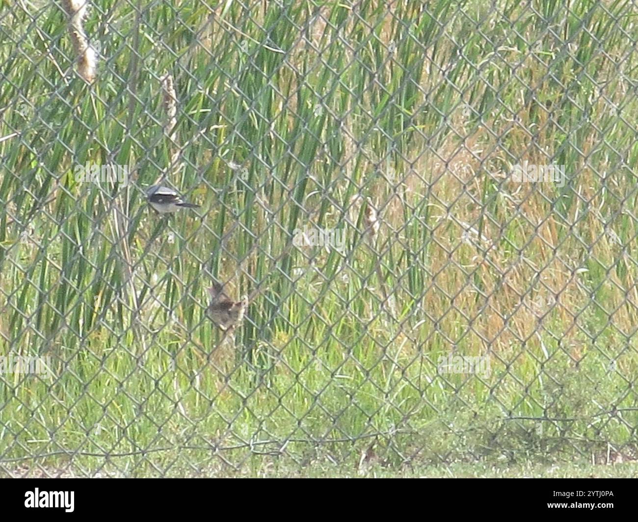 Loggerhead Shrike (Lanius ludovicianus Stock Photo - Alamy