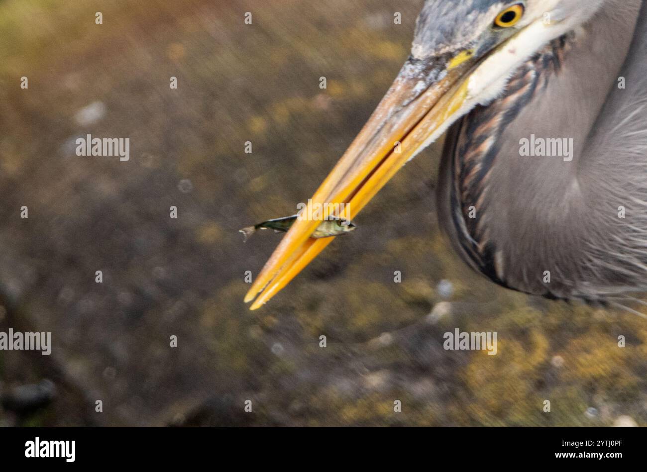 Threespine Stickleback (Gasterosteus aculeatus Stock Photo - Alamy