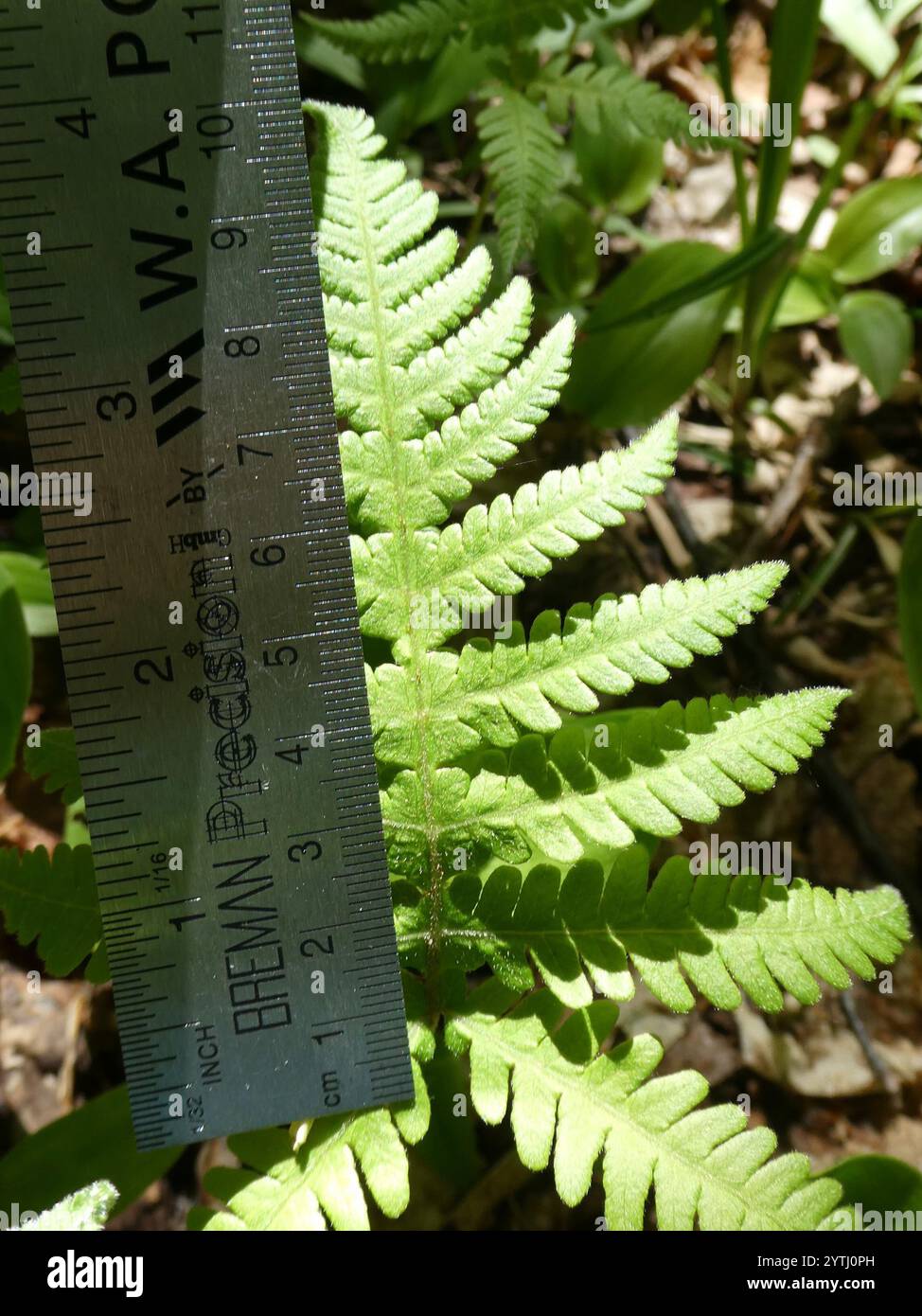 long beech fern (Phegopteris connectilis Stock Photo - Alamy