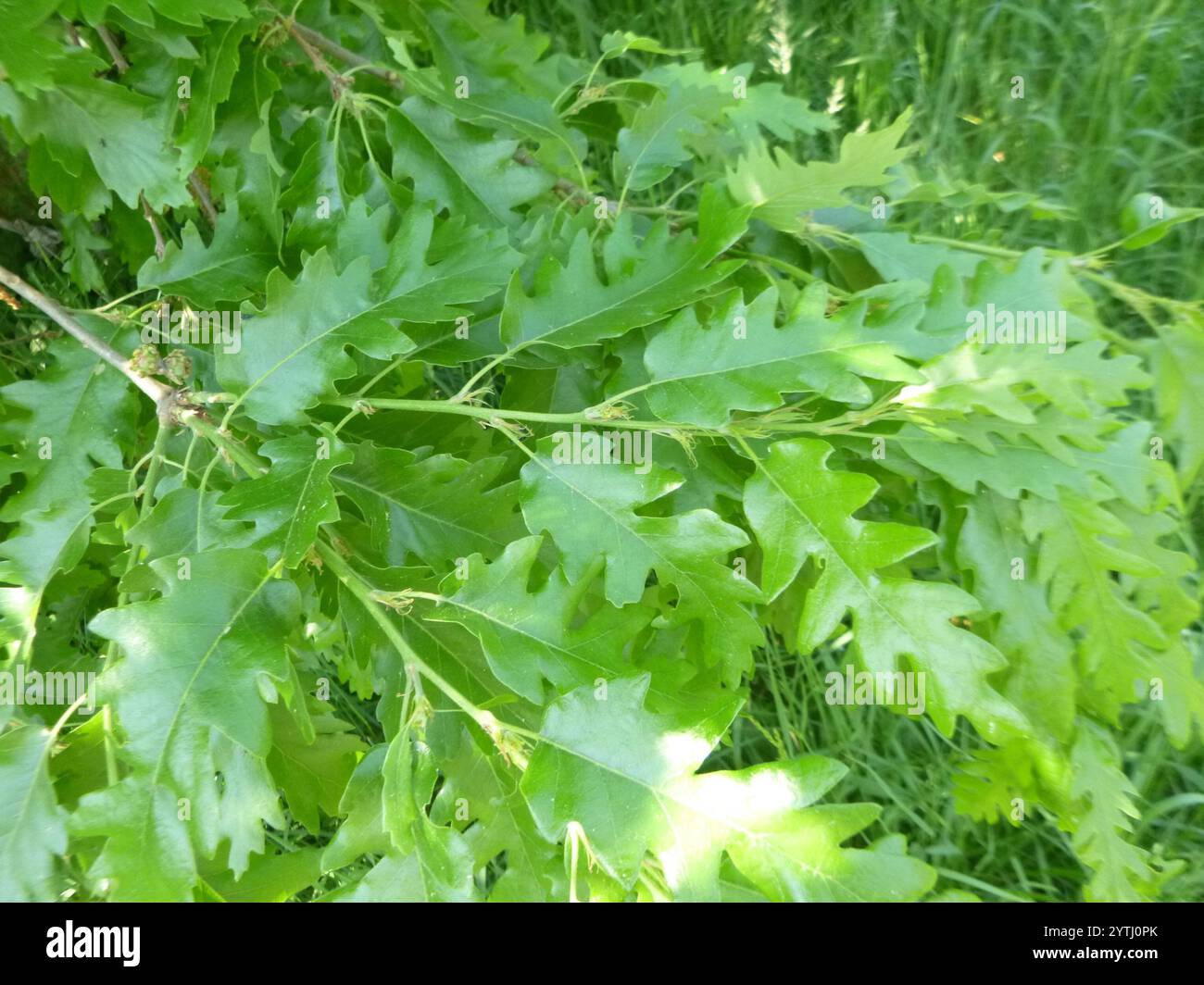 Turkey Oak (Quercus cerris Stock Photo - Alamy