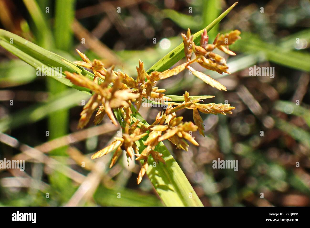Bunchy flat-sedge (Cyperus polystachyos Stock Photo - Alamy