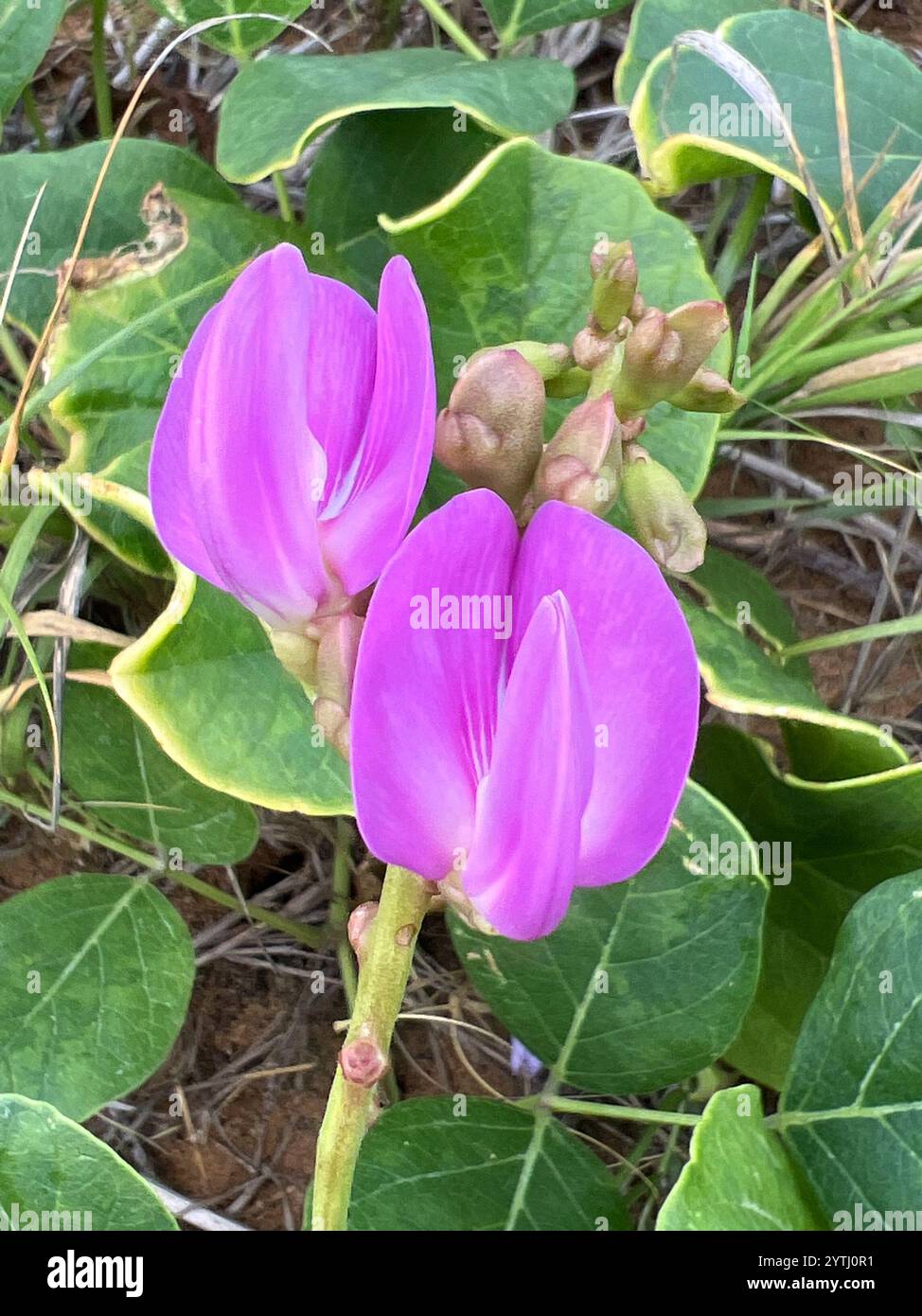 Canavalia rosea beach bean hi-res stock photography and images - Alamy