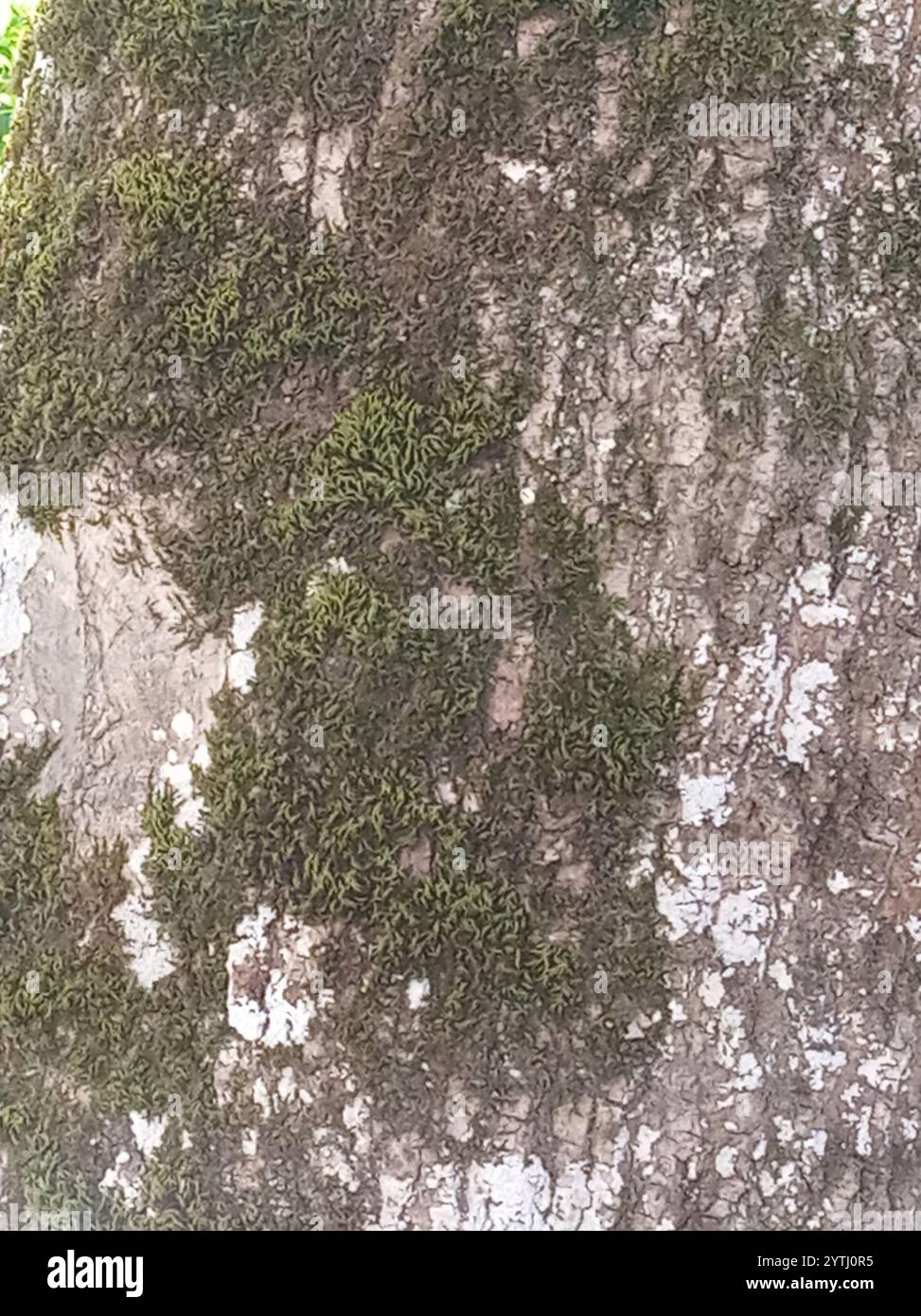 squirrel-tail moss (Leucodon sciuroides Stock Photo - Alamy