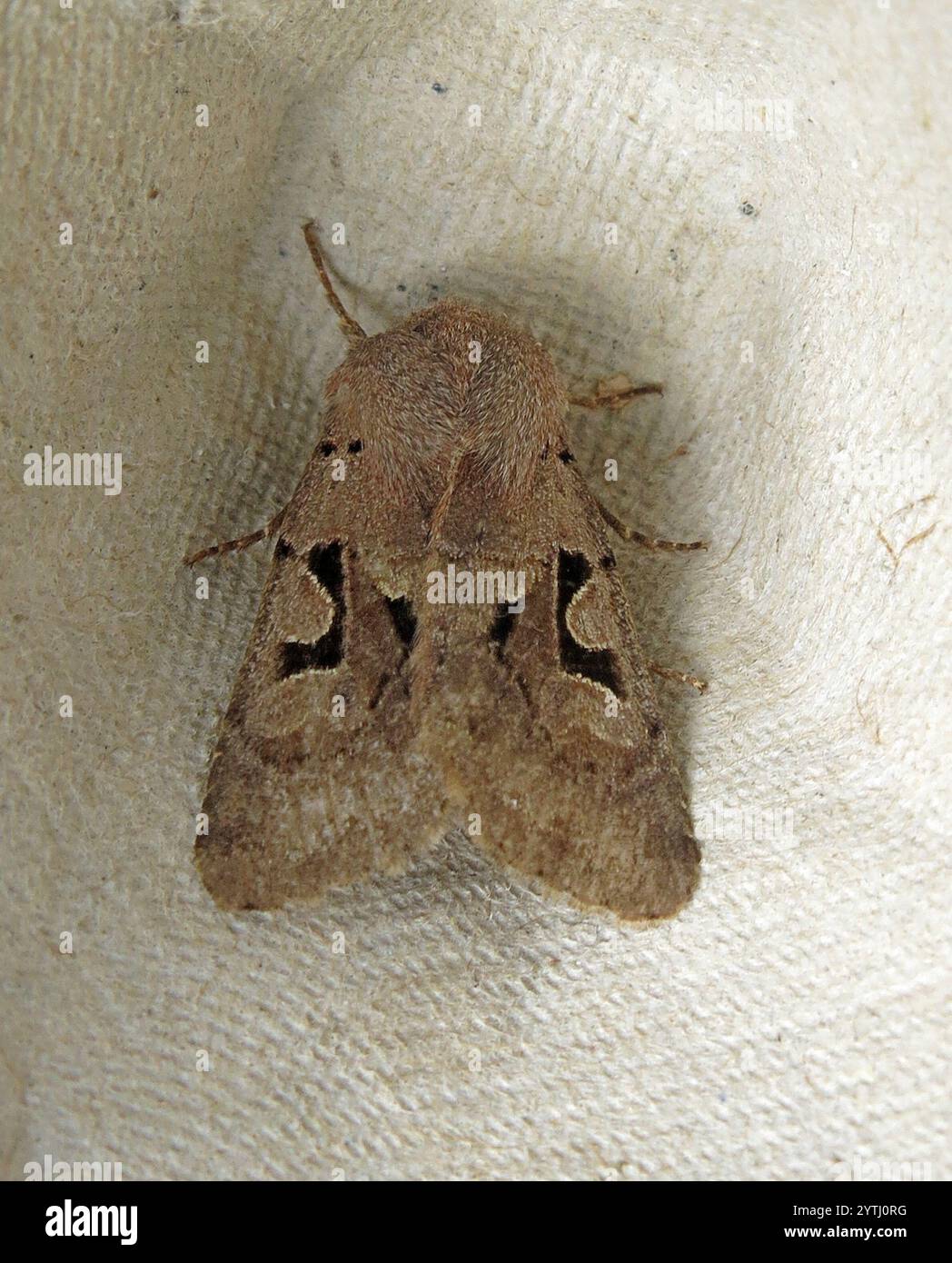 Hebrew Character (Orthosia gothica Stock Photo - Alamy