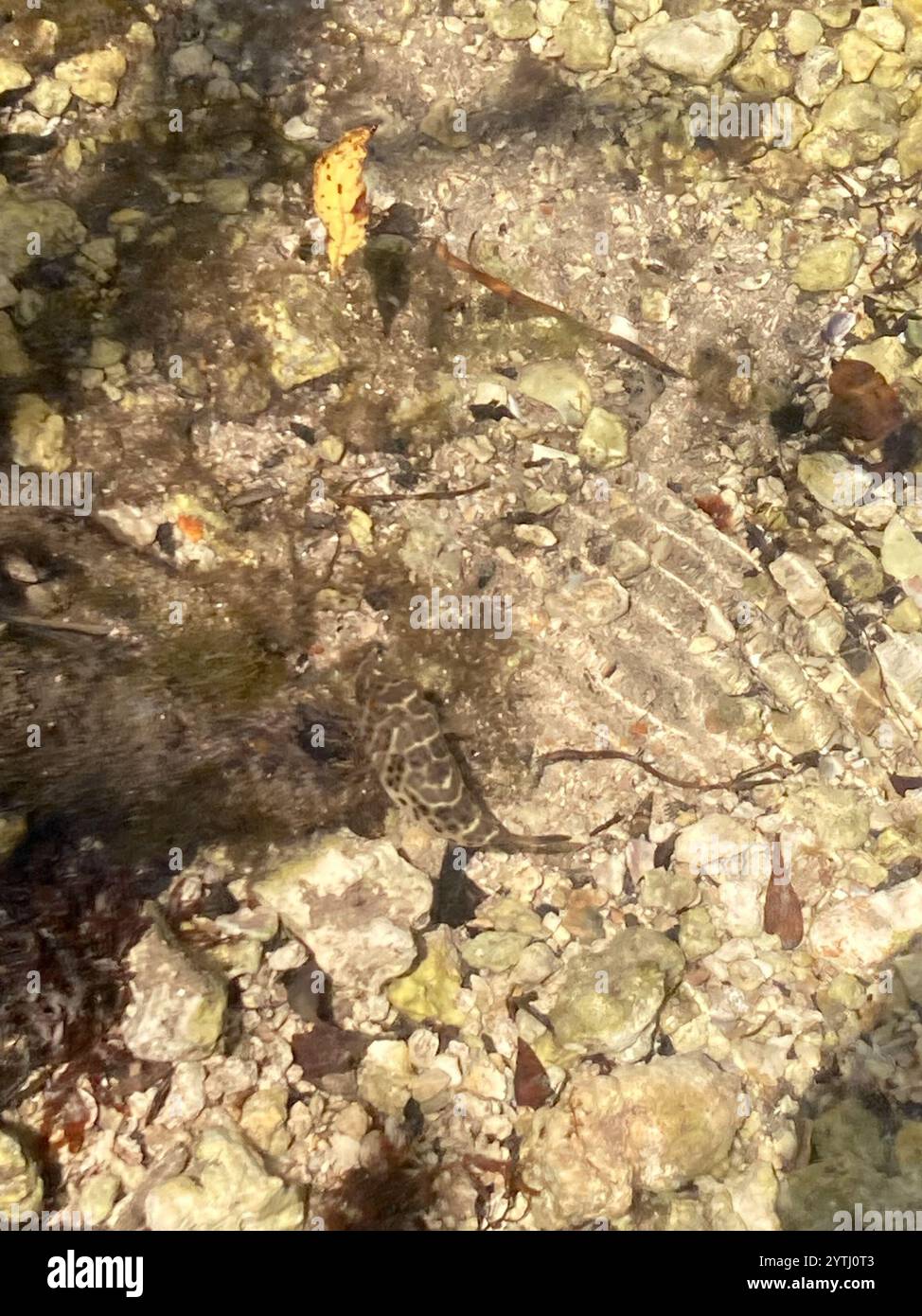 Checkered Puffer (Sphoeroides testudineus Stock Photo - Alamy