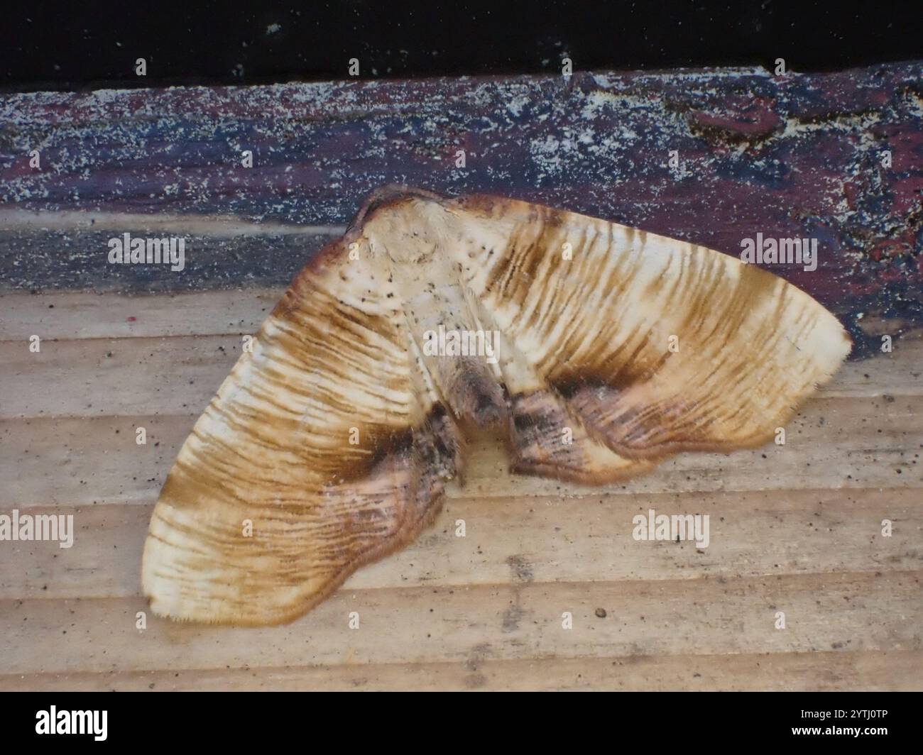 Scorched Wing (Plagodis dolabraria Stock Photo - Alamy