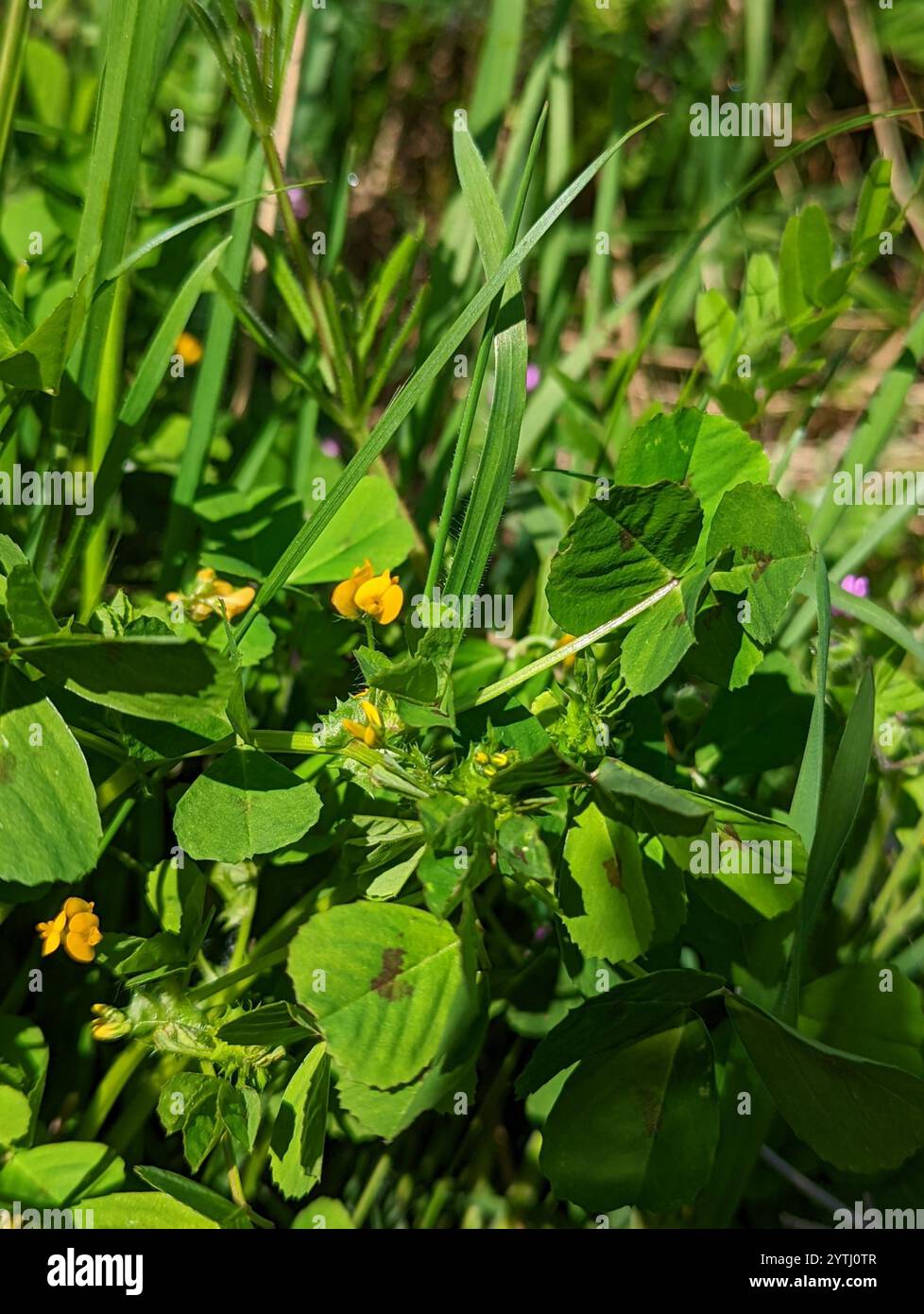 Spotted medick (Medicago arabica Stock Photo - Alamy