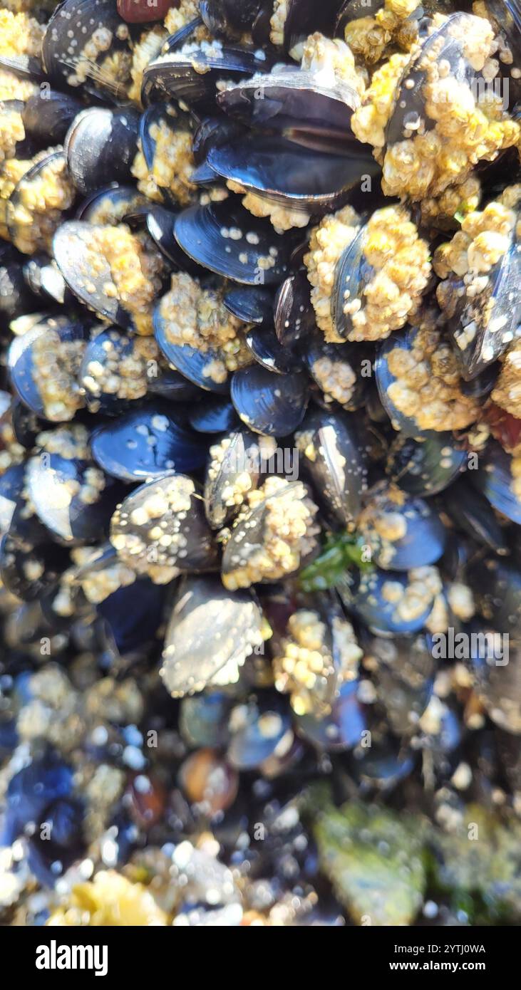 Blue Mussel Complex (Mytilus edulis Stock Photo - Alamy
