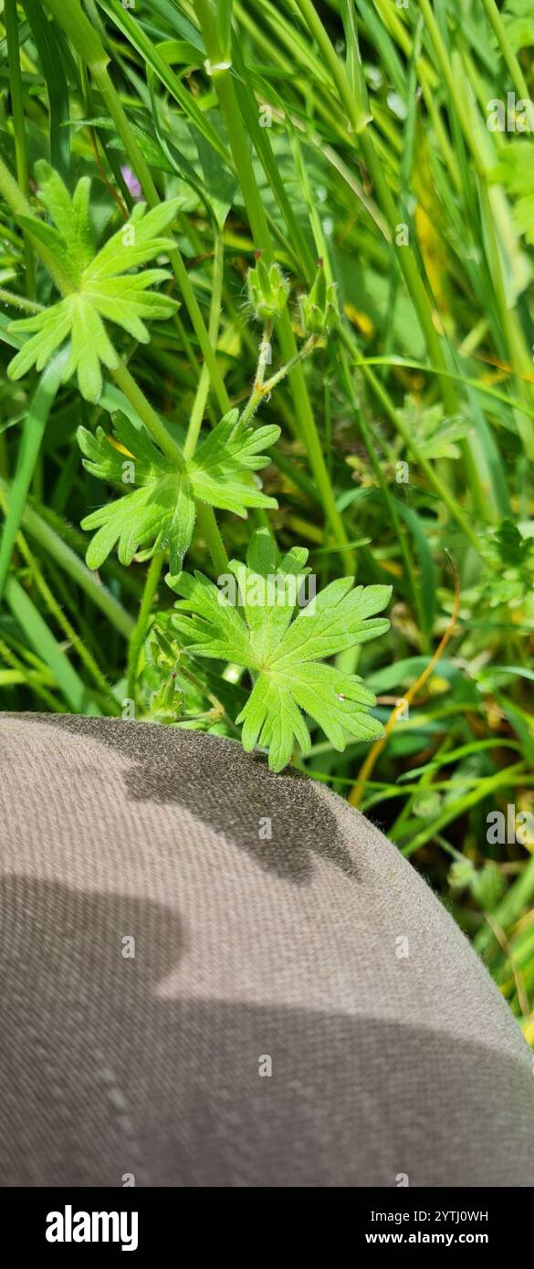 Long-stalked Crane's-bill (Geranium columbinum Stock Photo - Alamy